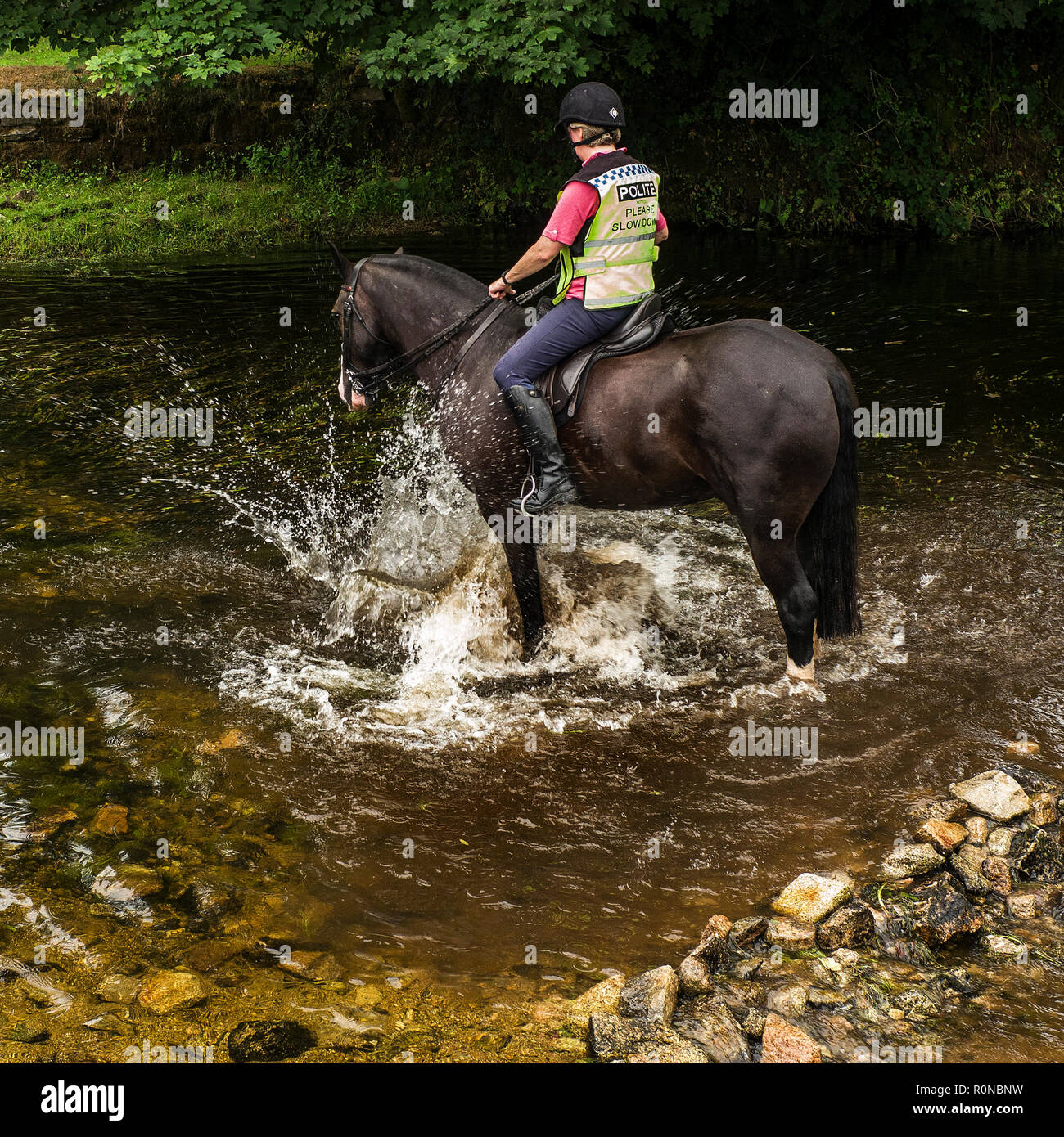 horses playfully stamping the water as they cross a stream Stock Photo ...