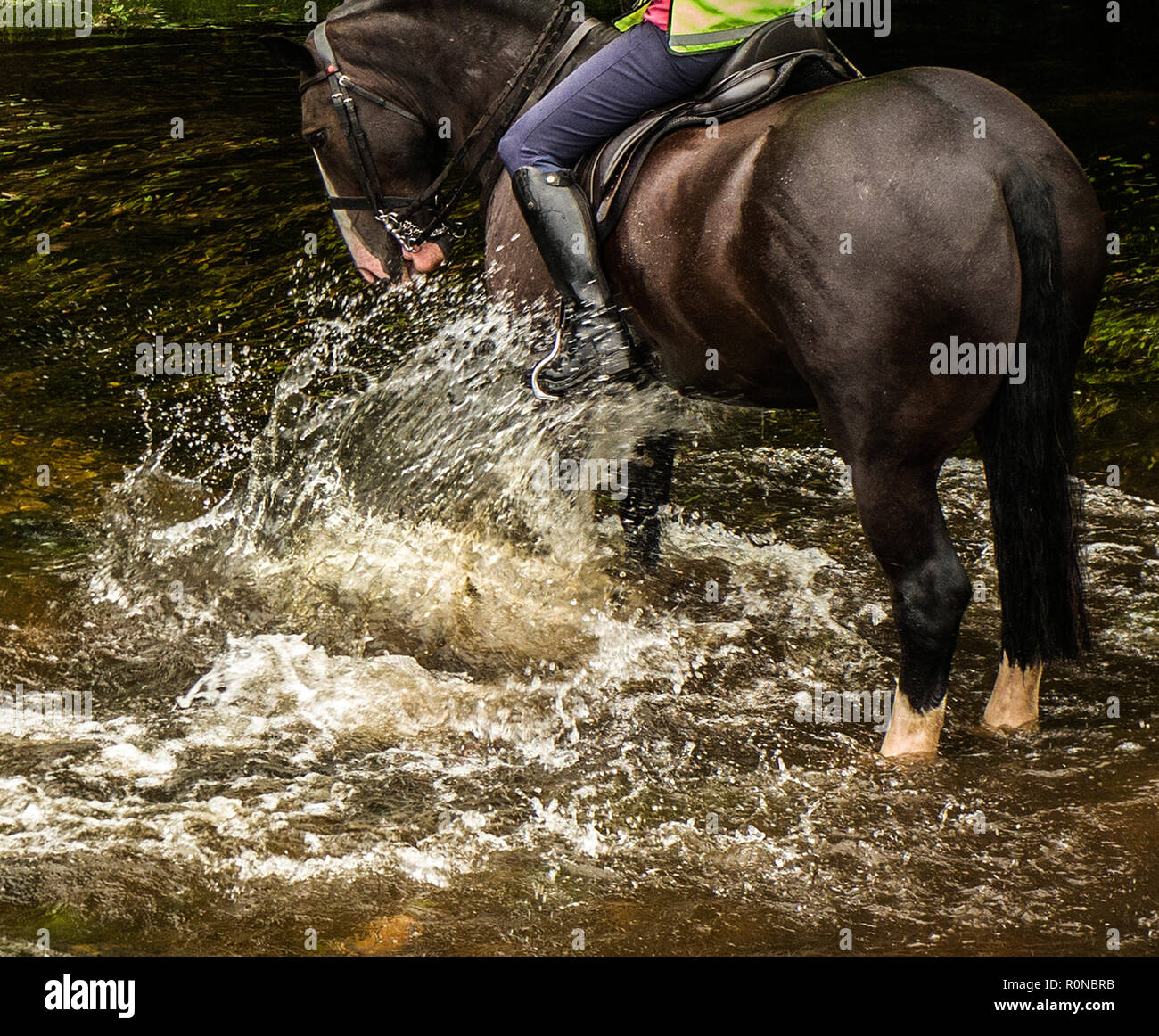 Horses bradford hi-res stock photography and images - Alamy