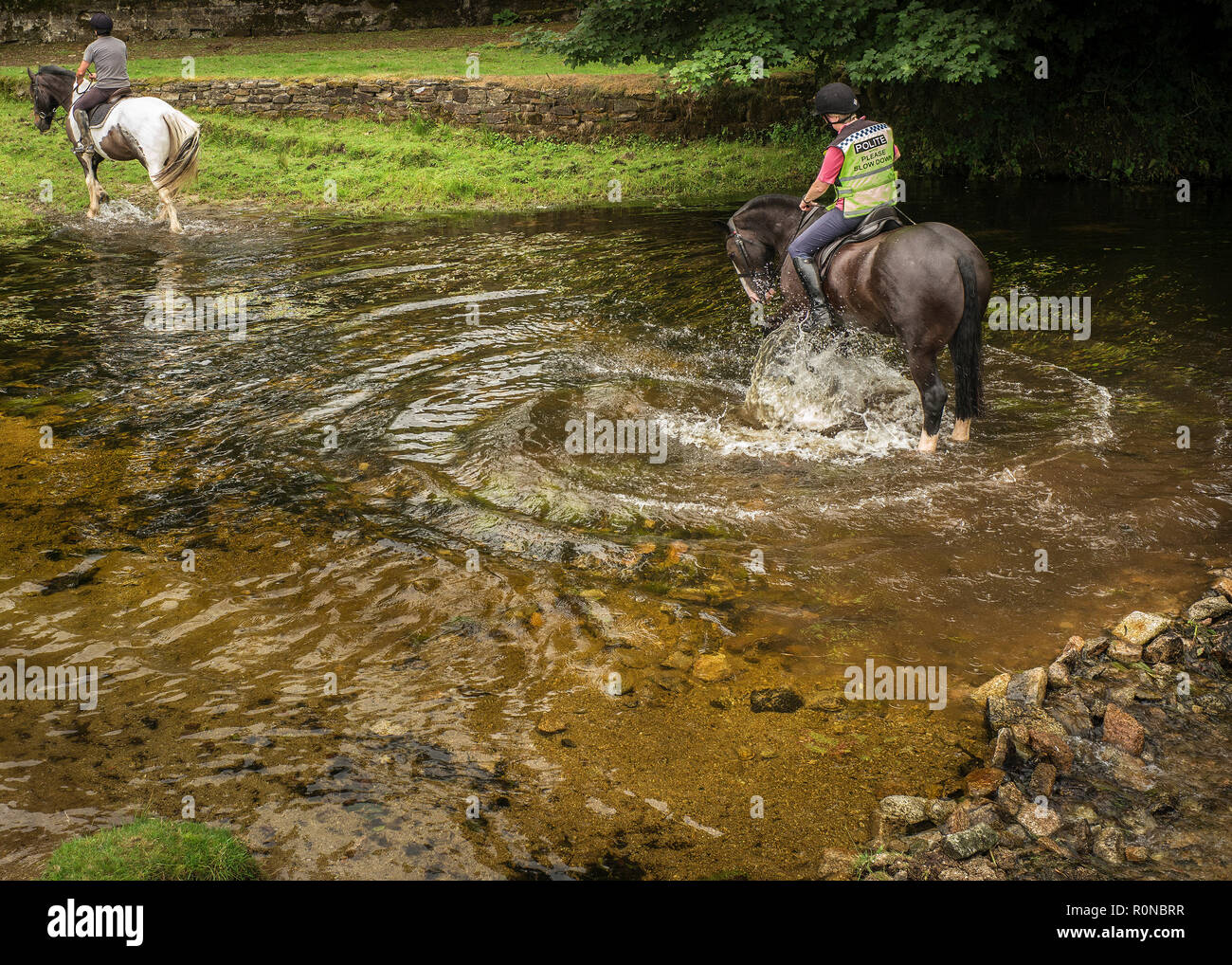 horses playfully stamping the water as they cross a stream Stock Photo ...