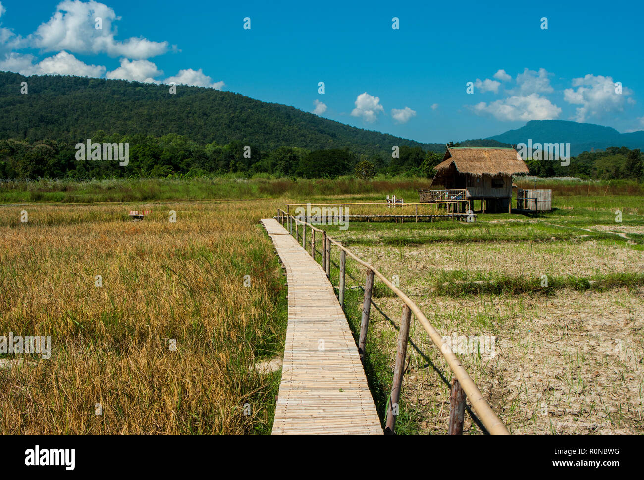 landscape photography : Landscapes of rice fields Asia and lifestyle ...