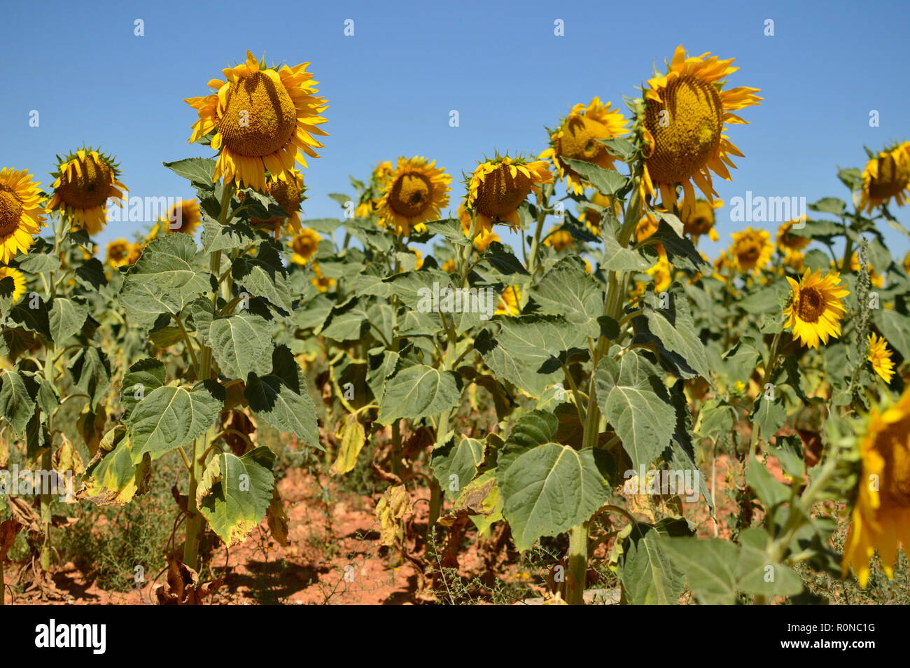 Group Of Sunflowers Looking At The Sun Shot Made From Below. Nature ...