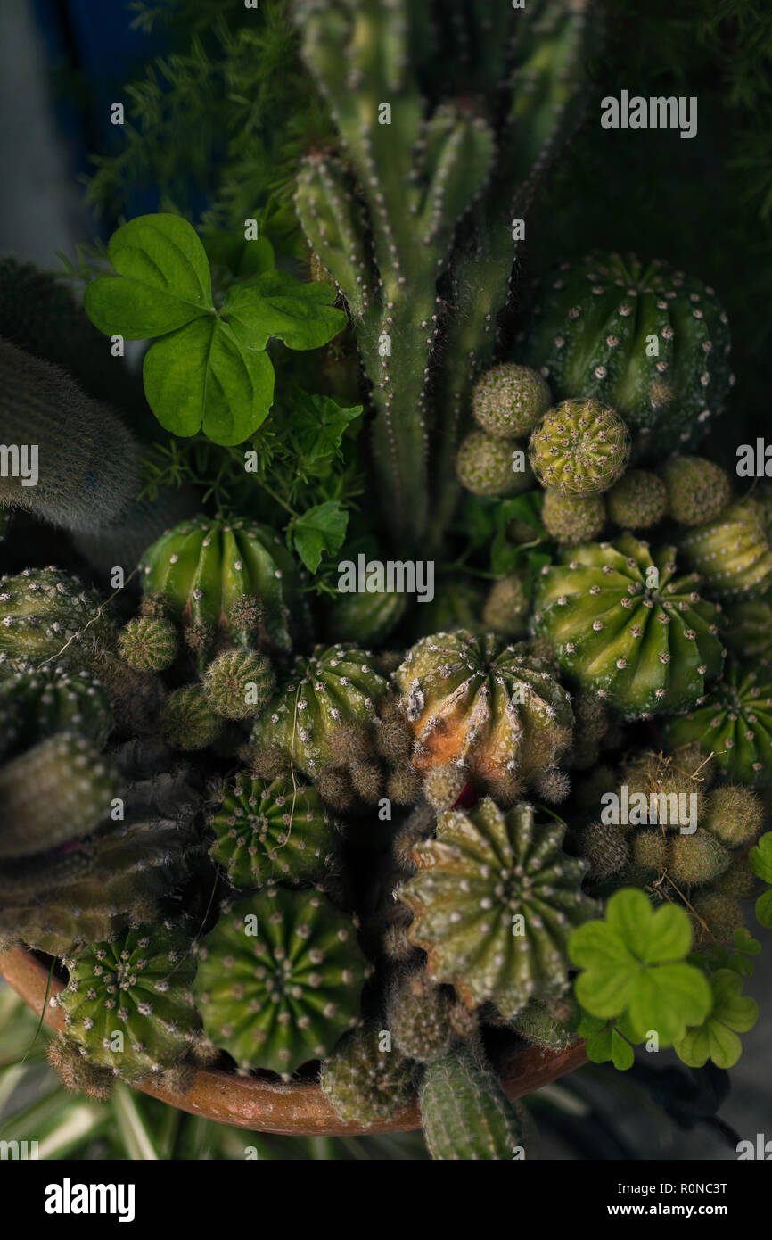 Group of different types of cactus in a pot seen from above Stock Photo ...