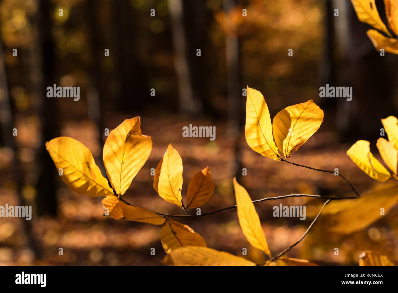 Autumn beech leaves in beautiful bright forest Stock Photo - Alamy