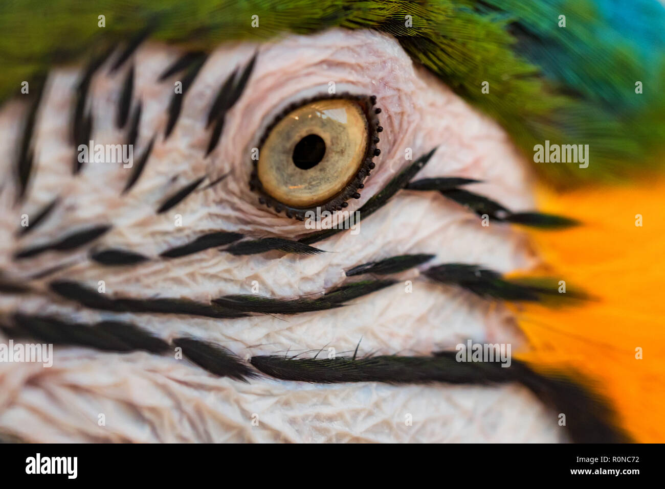 Eye of Blue-and-yellow macaw or Ara ararauna close up Stock Photo - Alamy