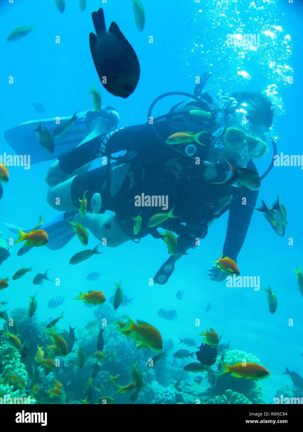 Yound man scuba diving underwater in ocean Stock Photo - Alamy