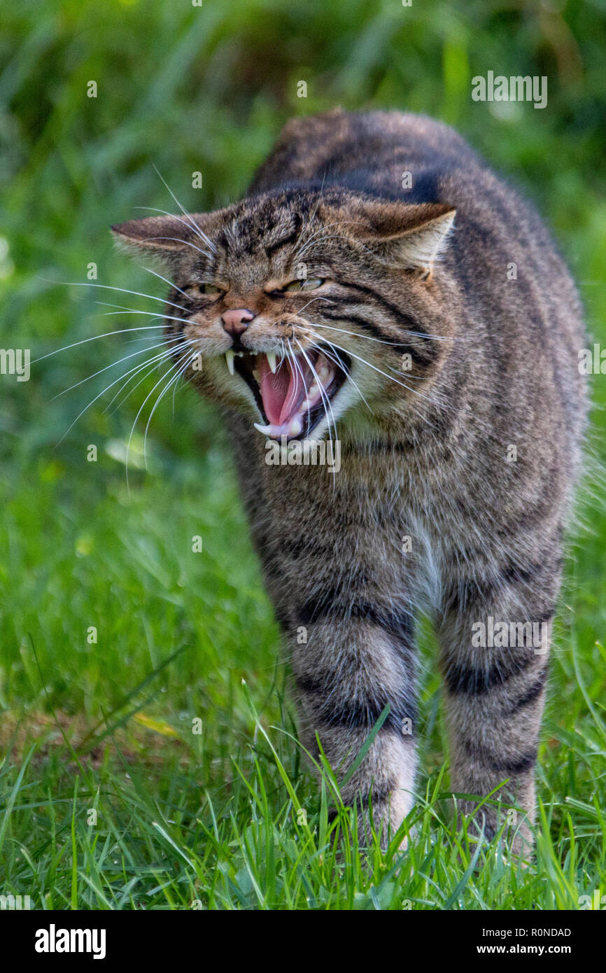 British wildcat hi-res stock photography and images - Alamy