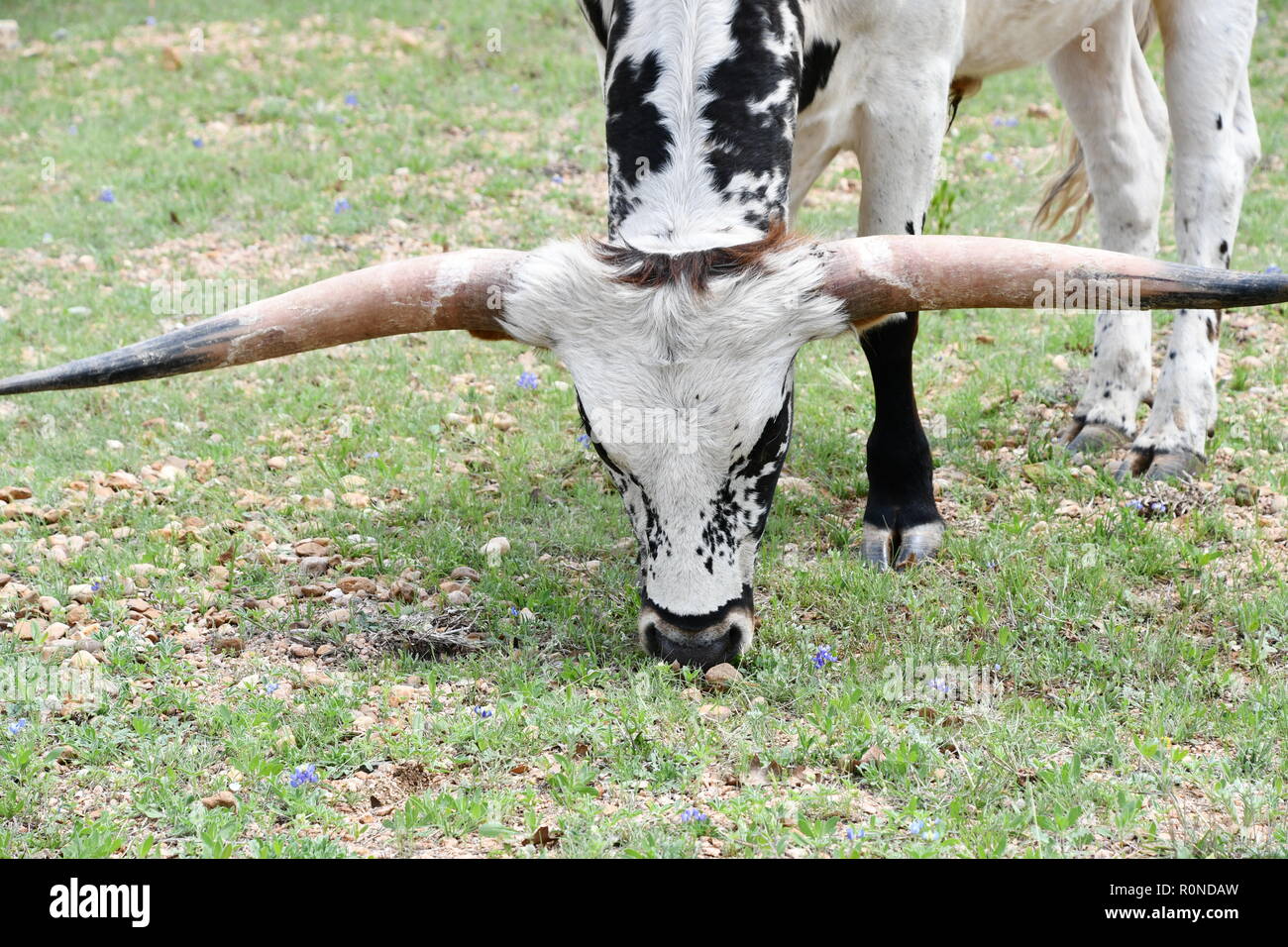 Texas Longhorn Grazing on Hill Country Ranch Stock Photo - Alamy