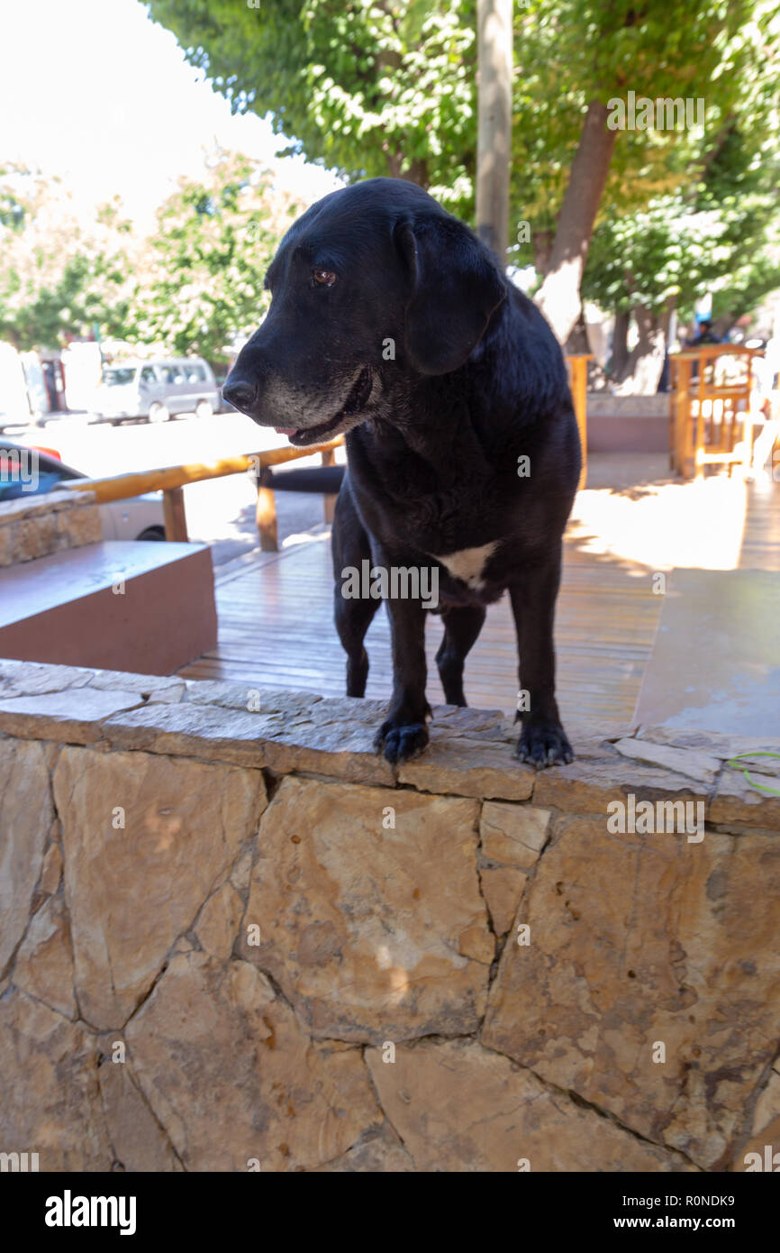 Curious black Labrador dog, alone stray dog in a small town outdoor ...
