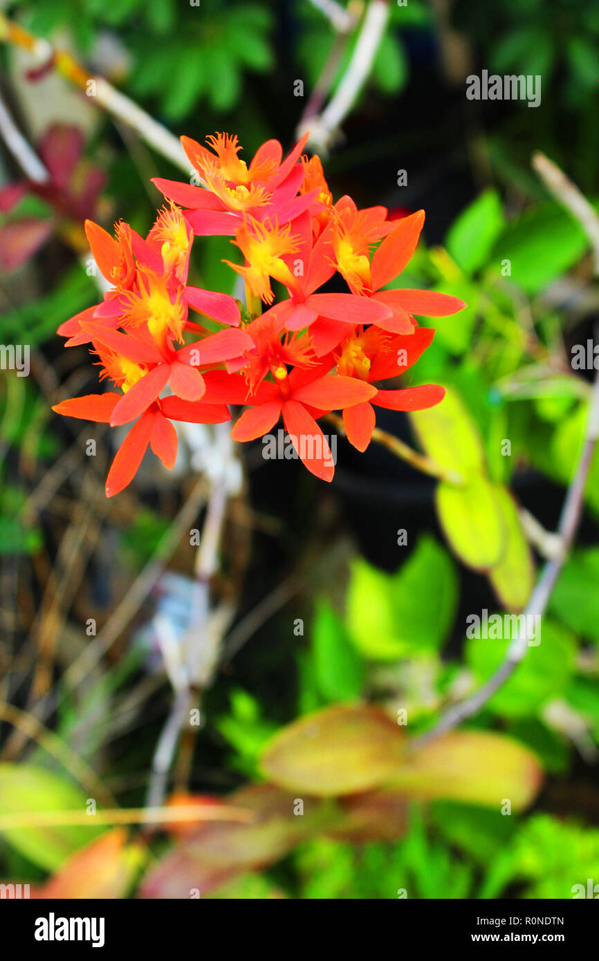 beautiful flowers at my cousin's house Stock Photo - Alamy