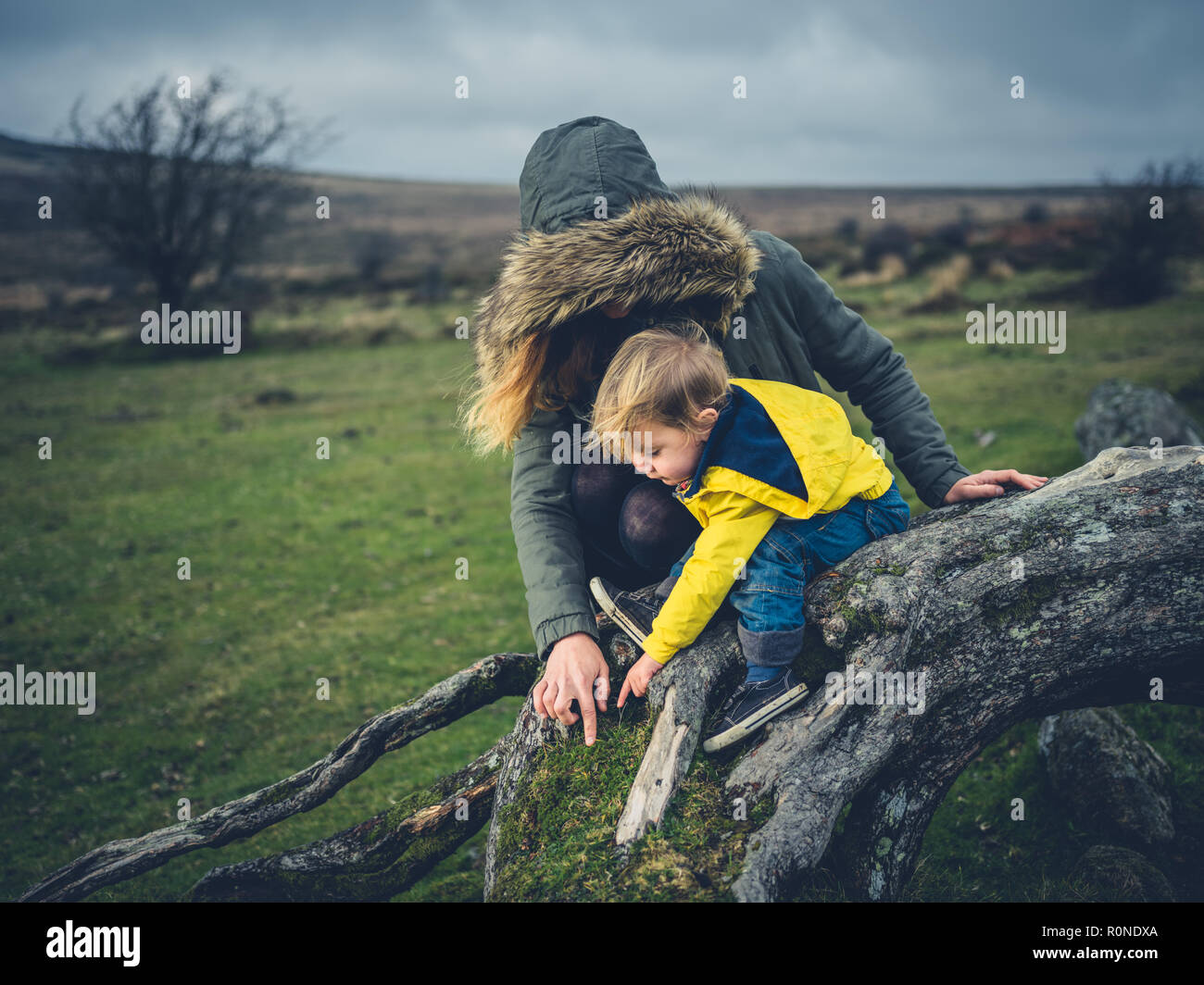 A mother and her toddler are looking at a fallen tree Stock Photo - Alamy