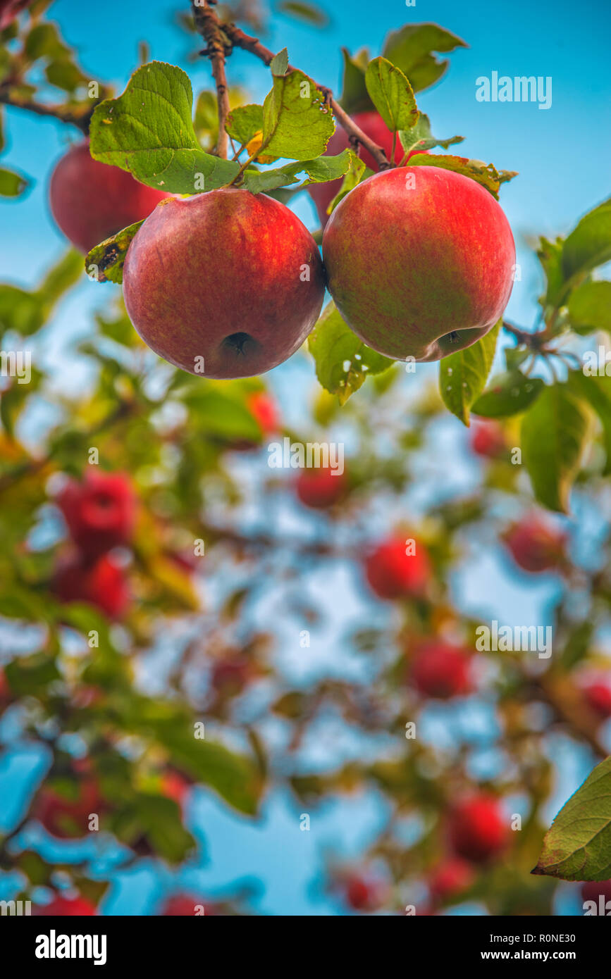 an apple grows on a tree Stock Photo - Alamy