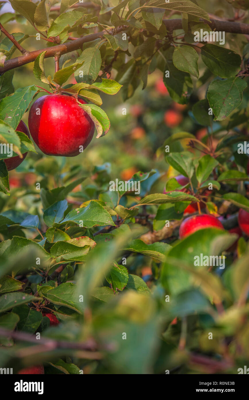 an apple grows on a tree Stock Photo - Alamy