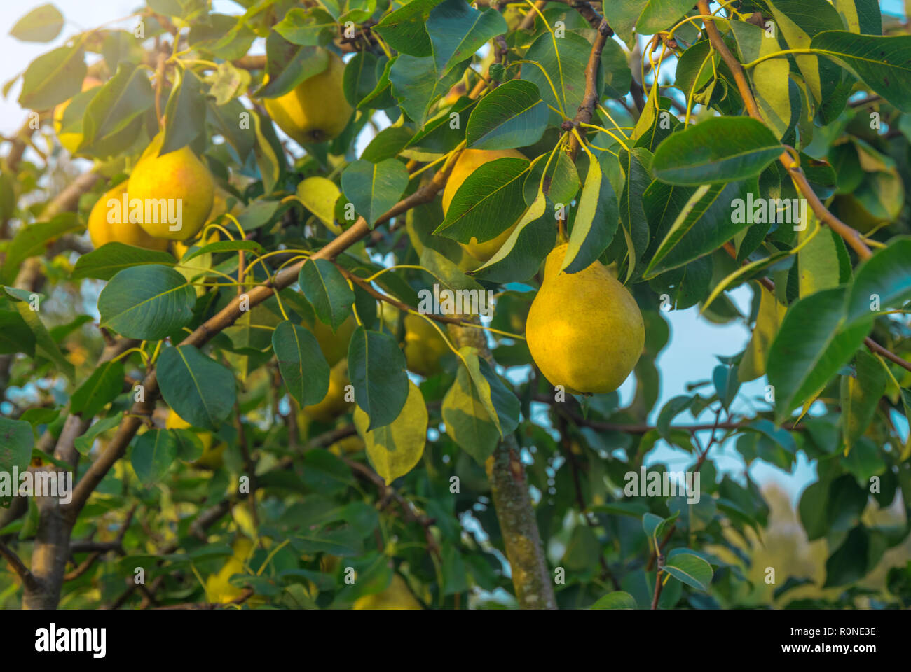 a large pear grows on a tree Stock Photo - Alamy
