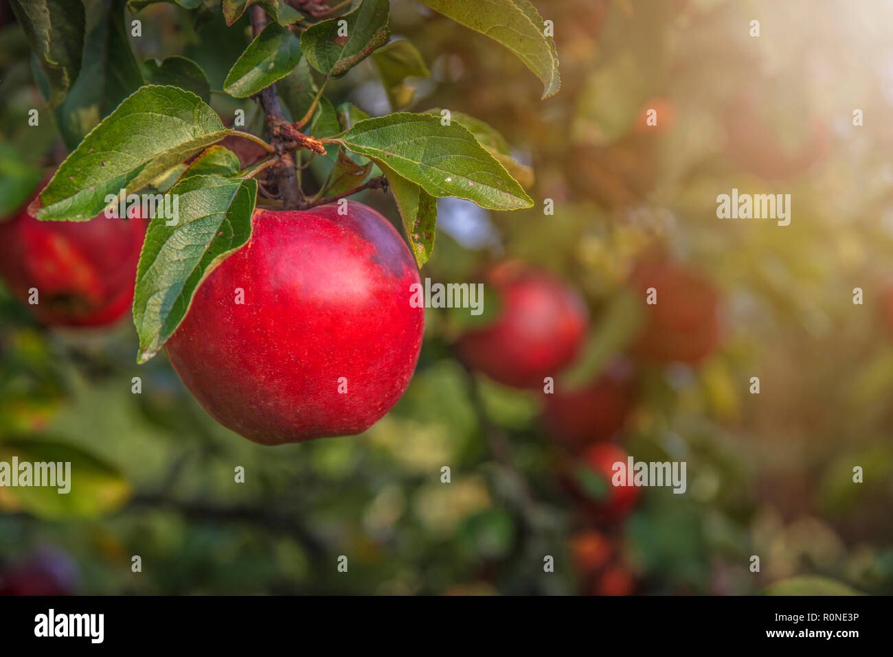 an apple grows on a tree Stock Photo - Alamy
