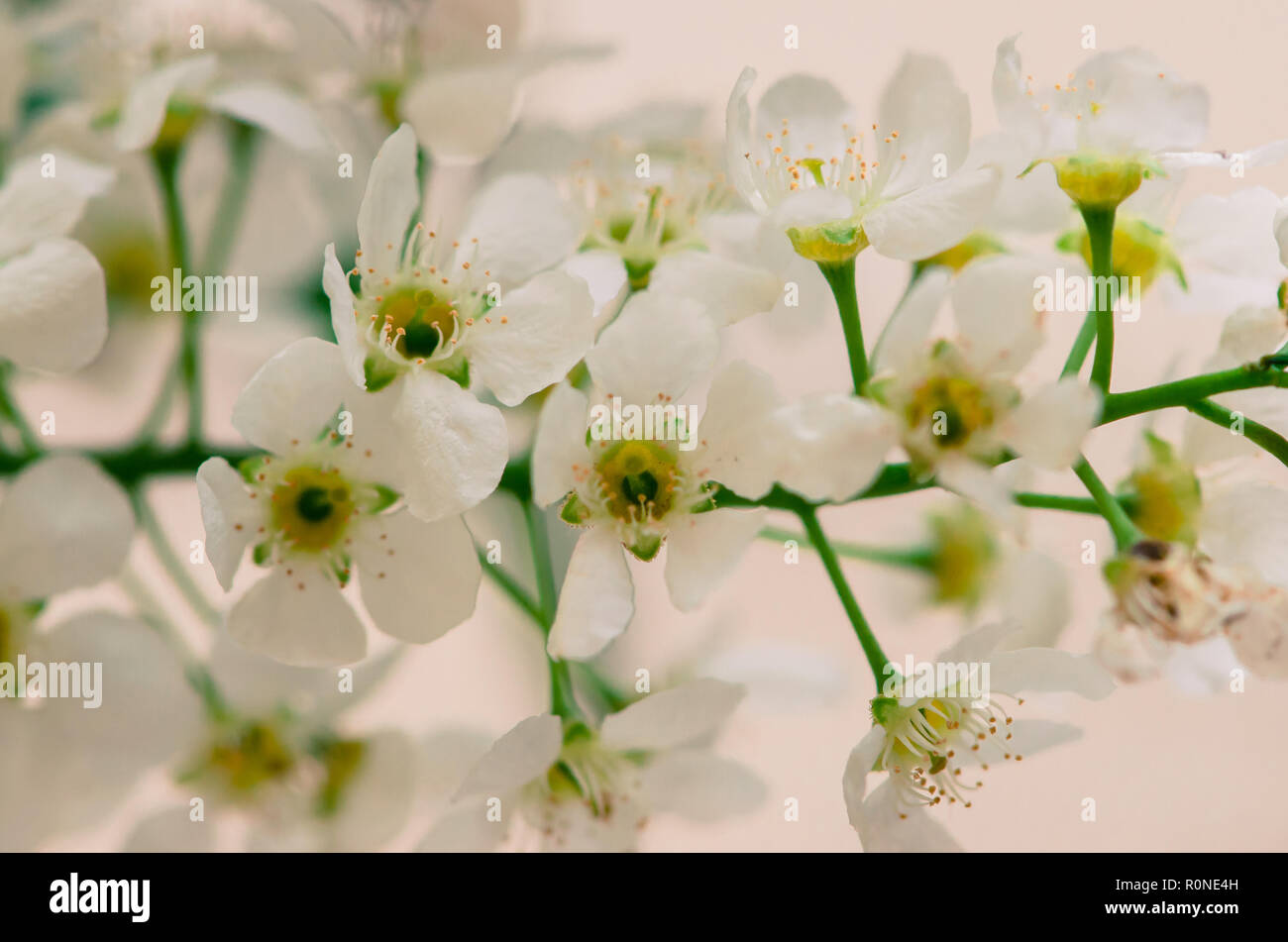 white soft flower detail image Stock Photo - Alamy