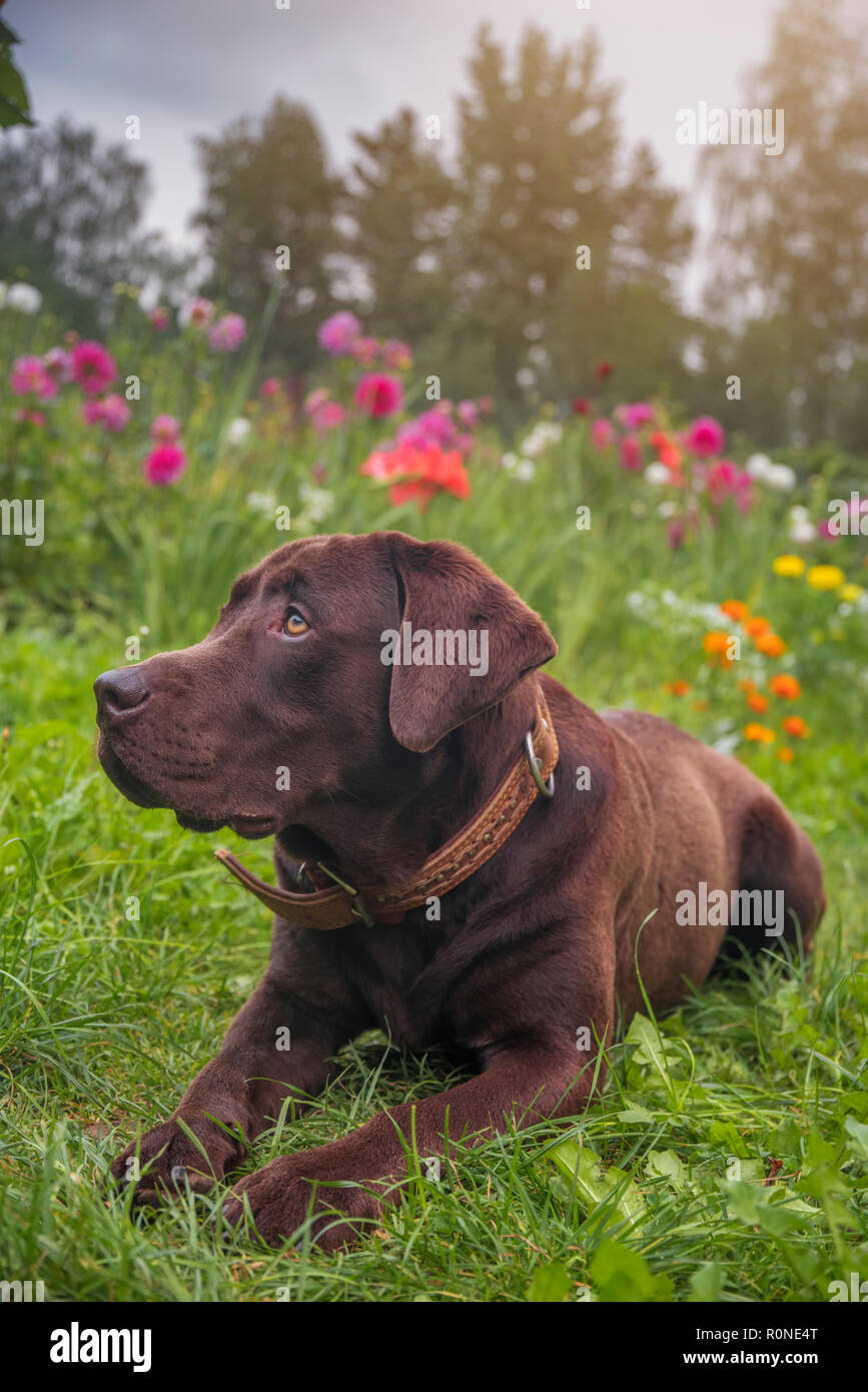 Brown labrador puppy hi-res stock photography and images - Alamy