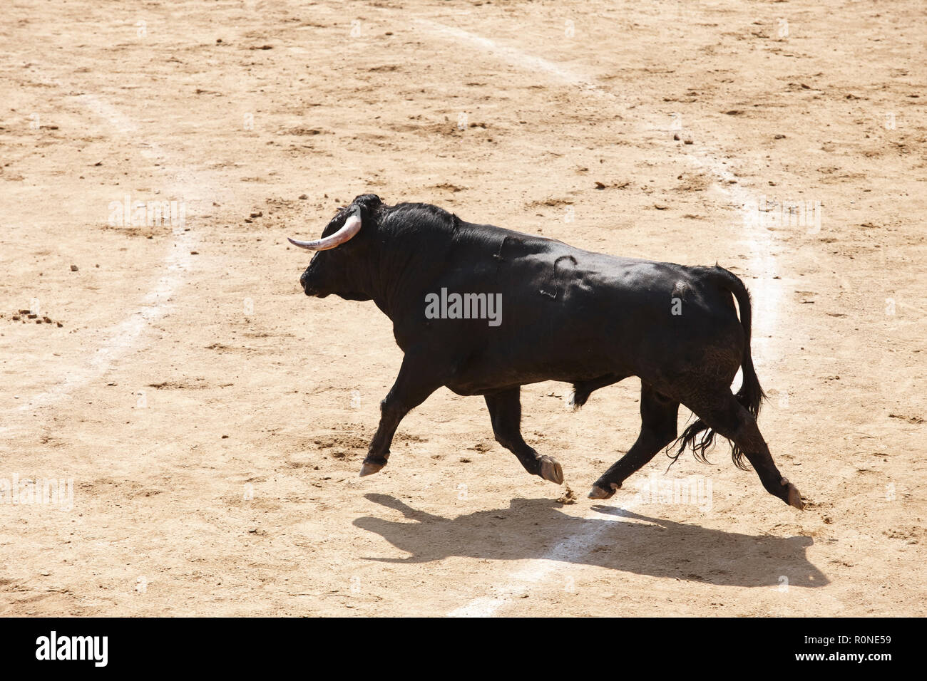 Fighting bull in the arena. Bullring. Toro bravo. Spain. Horizontal ...