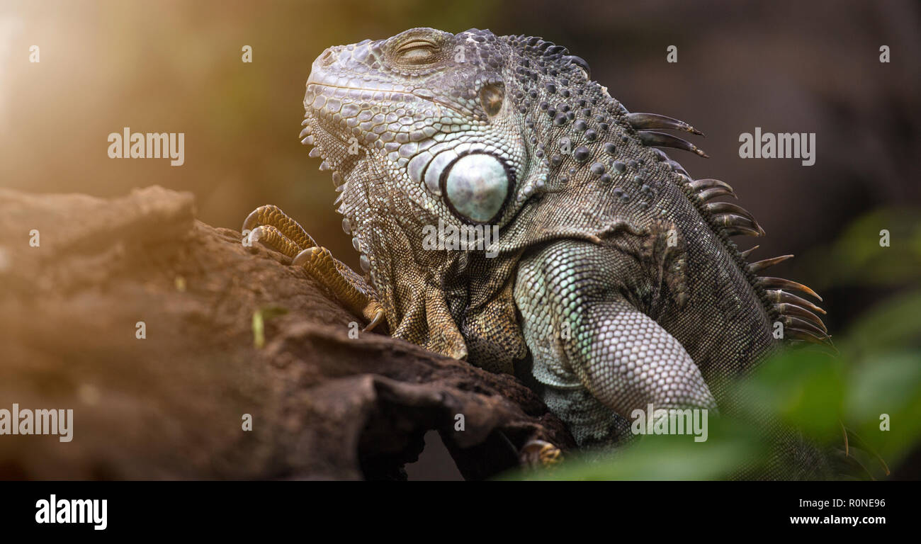 Large tree lizards of the Iguan family in nature Stock Photo - Alamy