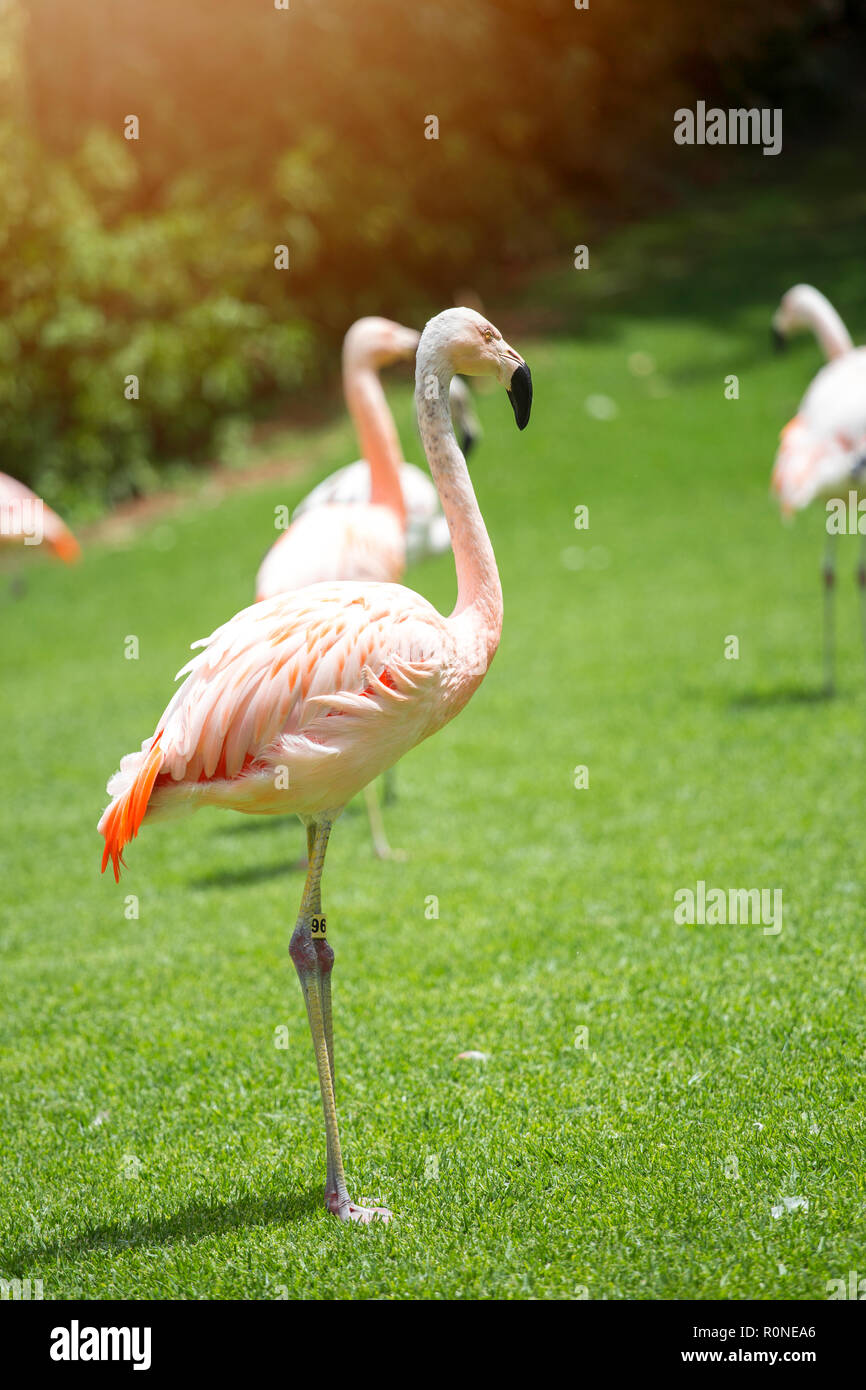 Flamingos walk hi-res stock photography and images - Alamy