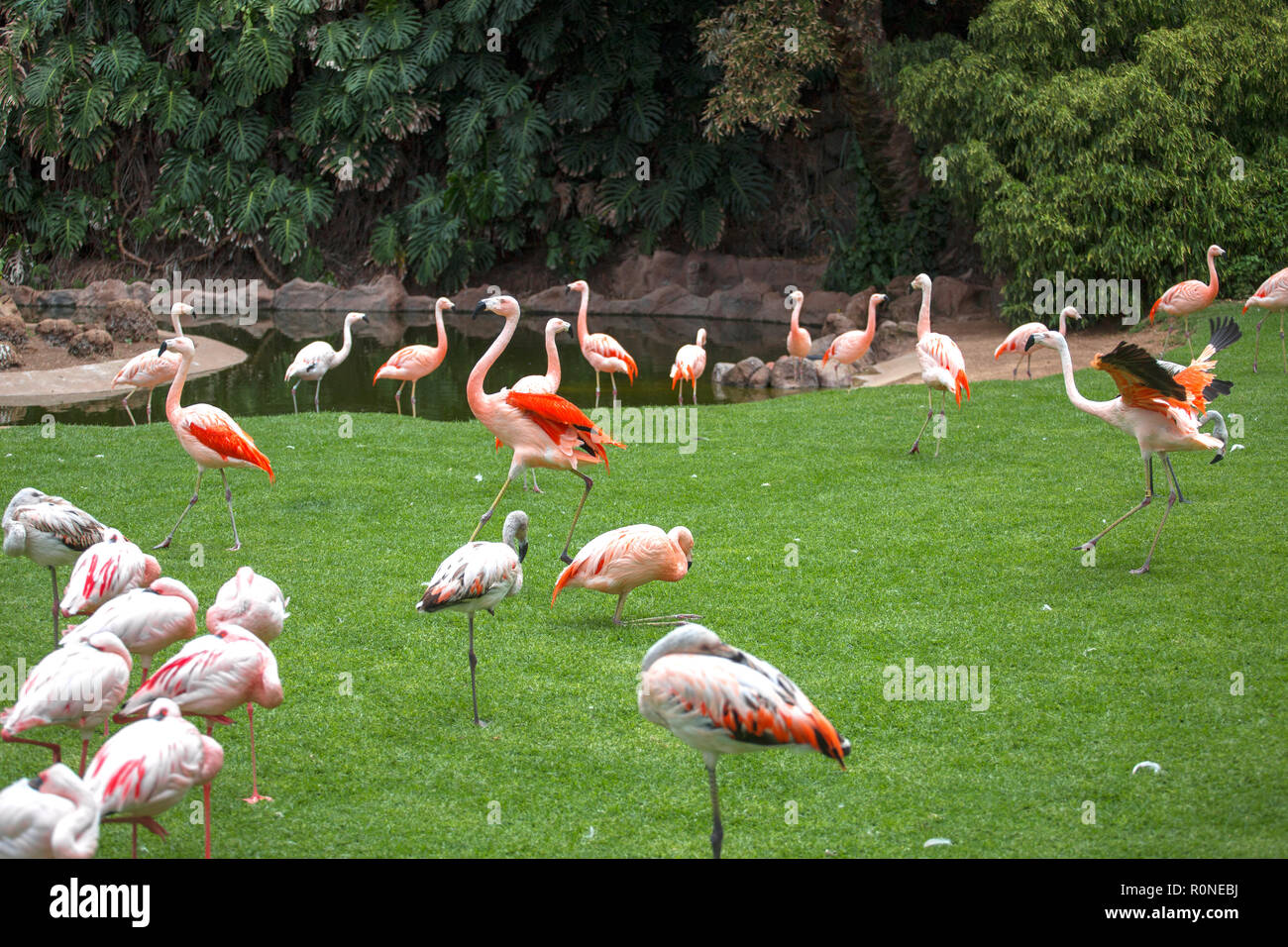 Flamingos walk hi-res stock photography and images - Alamy
