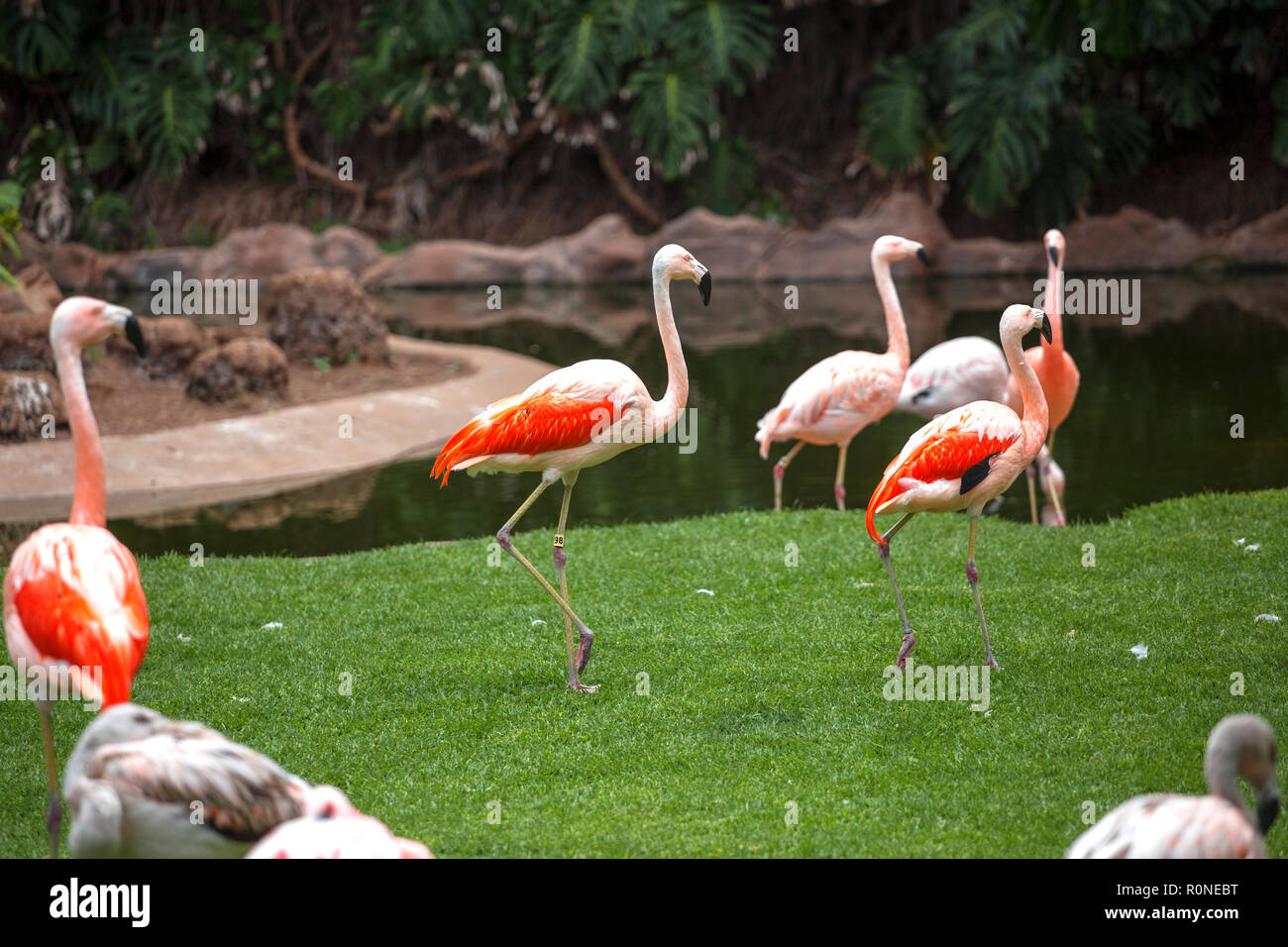 pink flamingos walk on a green glade Stock Photo - Alamy