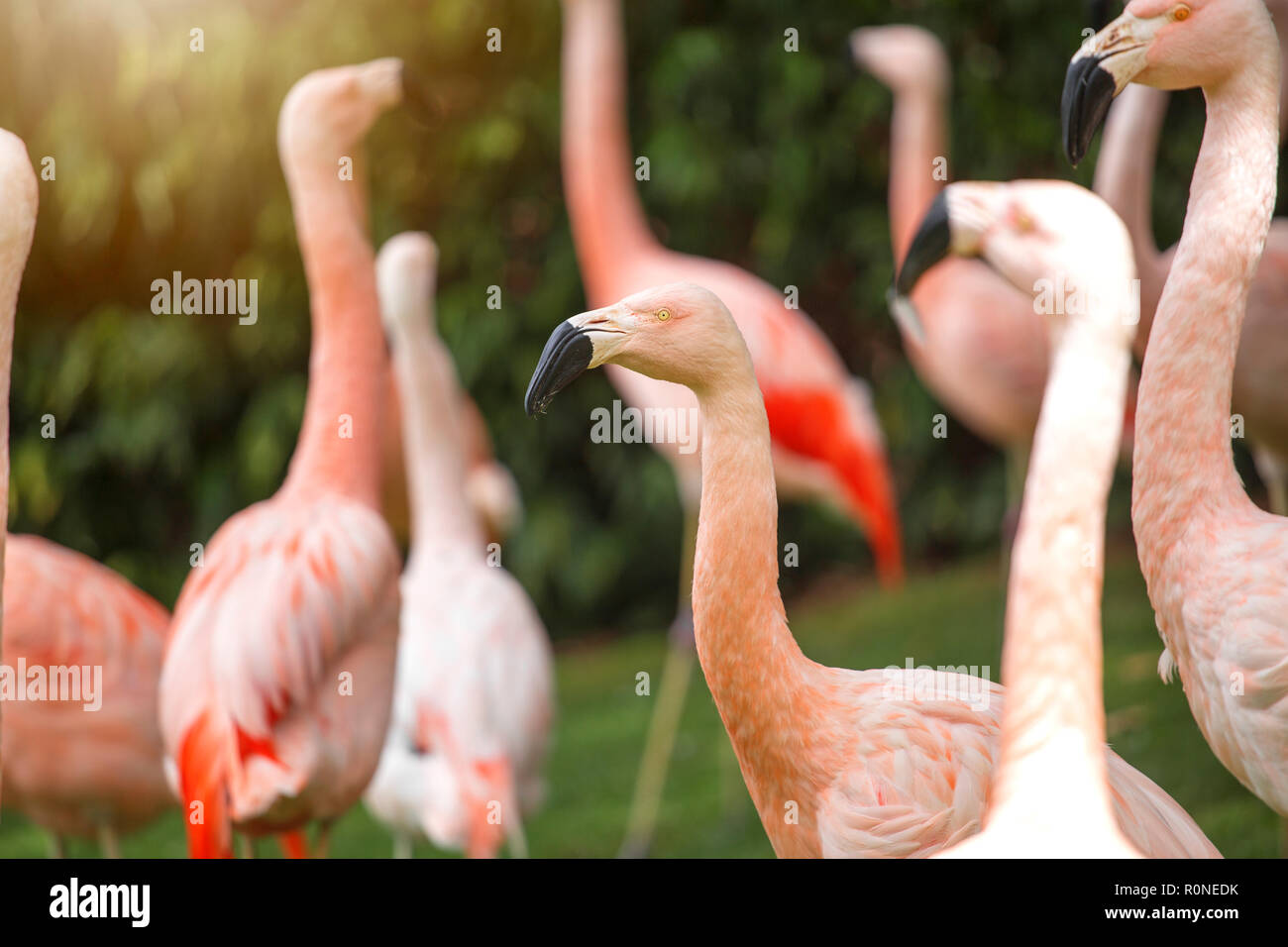 pink flamingos walk on a green glade Stock Photo - Alamy
