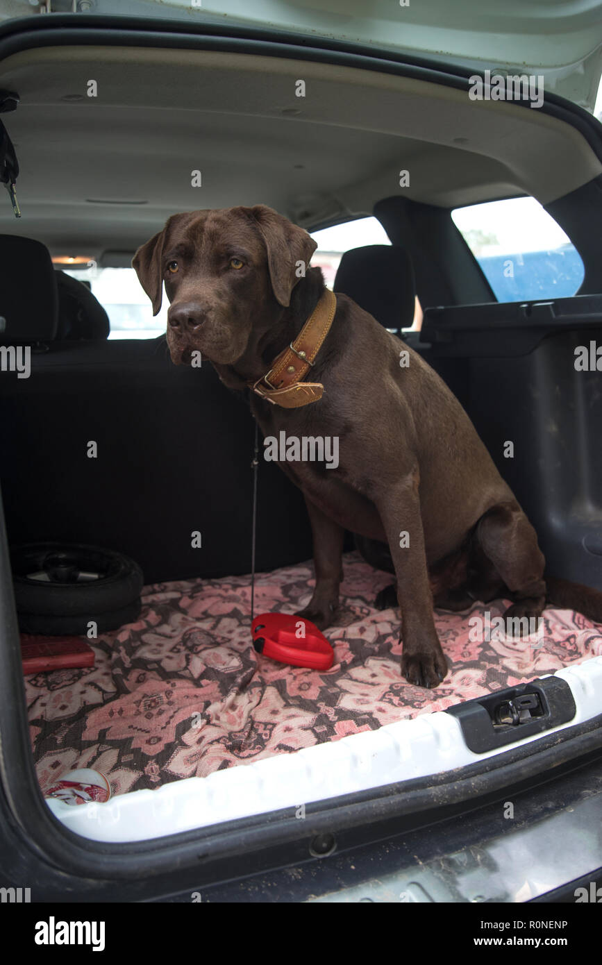 dog chocolate labrador traveling in the trunk of a car Stock Photo - Alamy