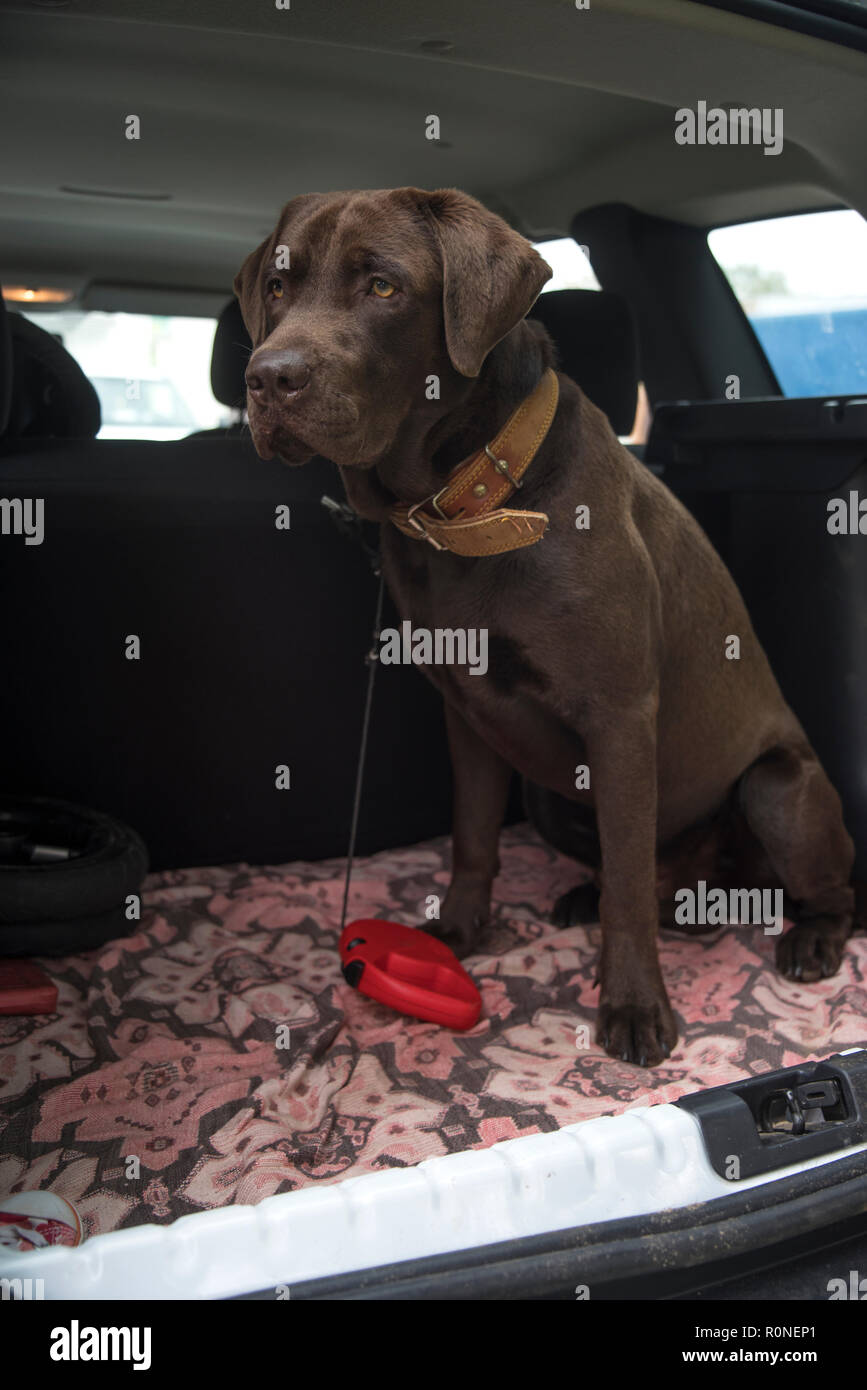dog chocolate labrador traveling in the trunk of a car Stock Photo - Alamy