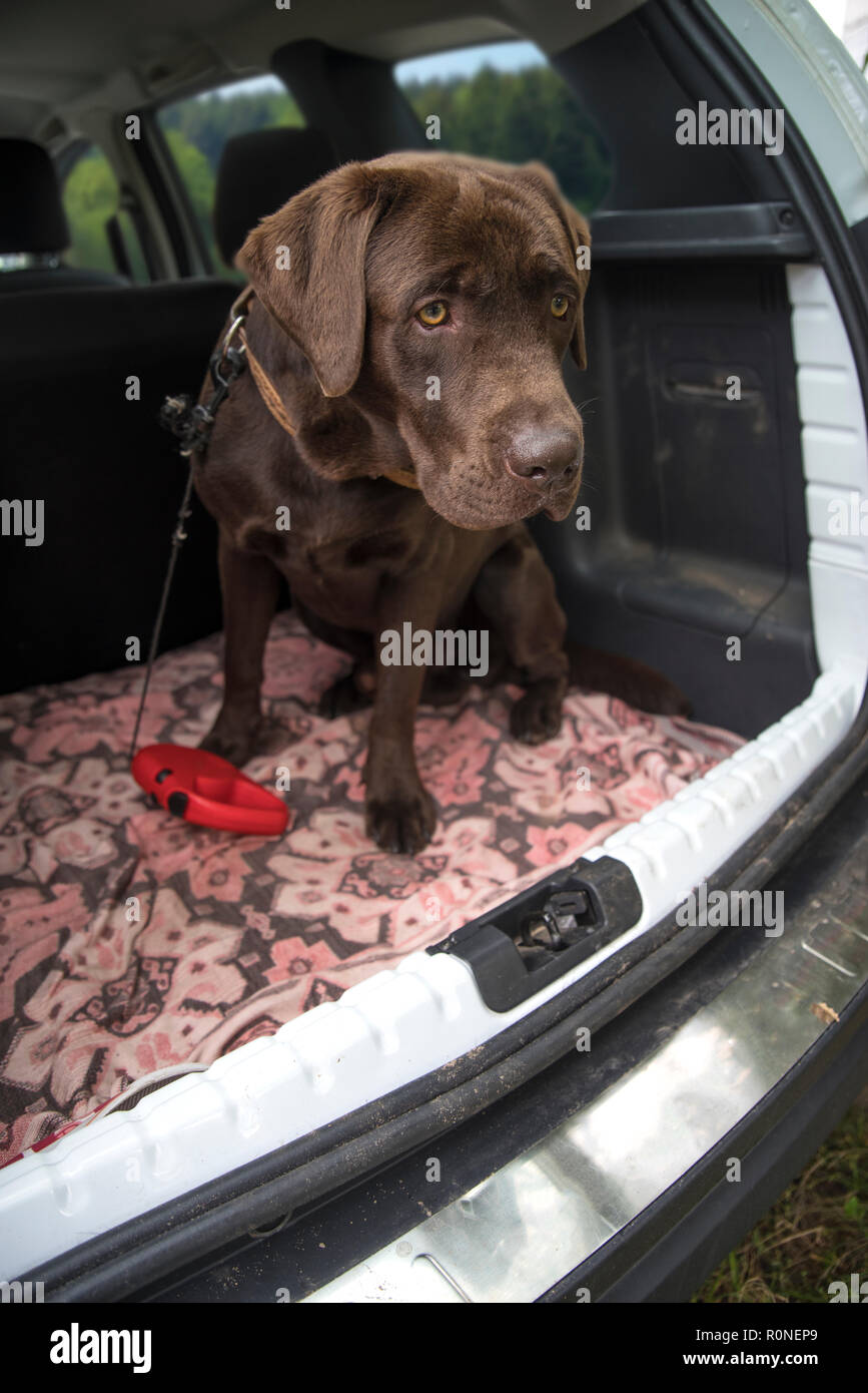 dog chocolate labrador traveling in the trunk of a car Stock Photo - Alamy