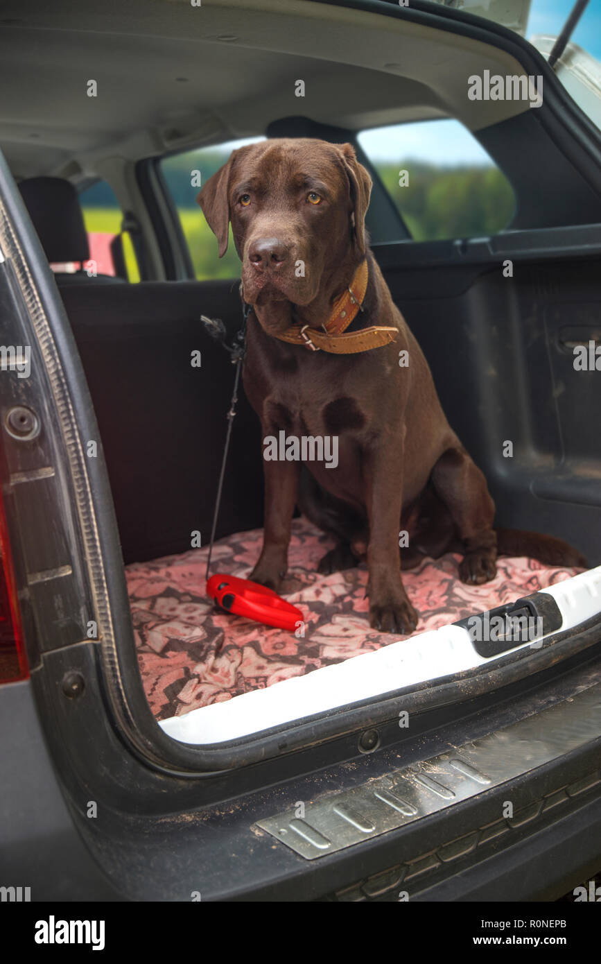 dog chocolate labrador traveling in the trunk of a car Stock Photo - Alamy
