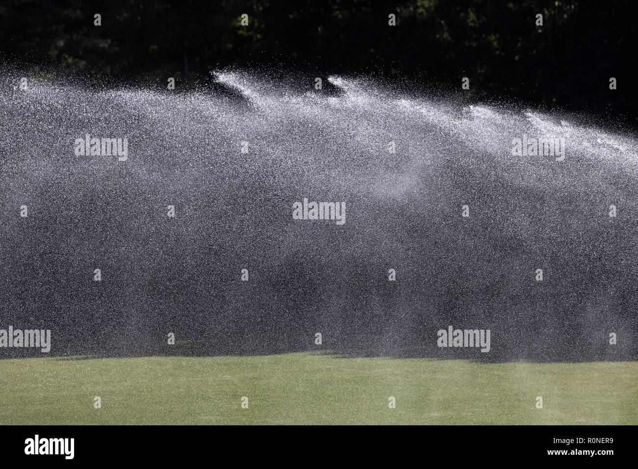 Sprinkler system working on fresh green grass on football (soccer ...