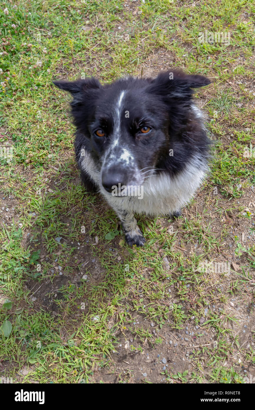 Australian Shepherd Head High Resolution Stock Photography and Images ...