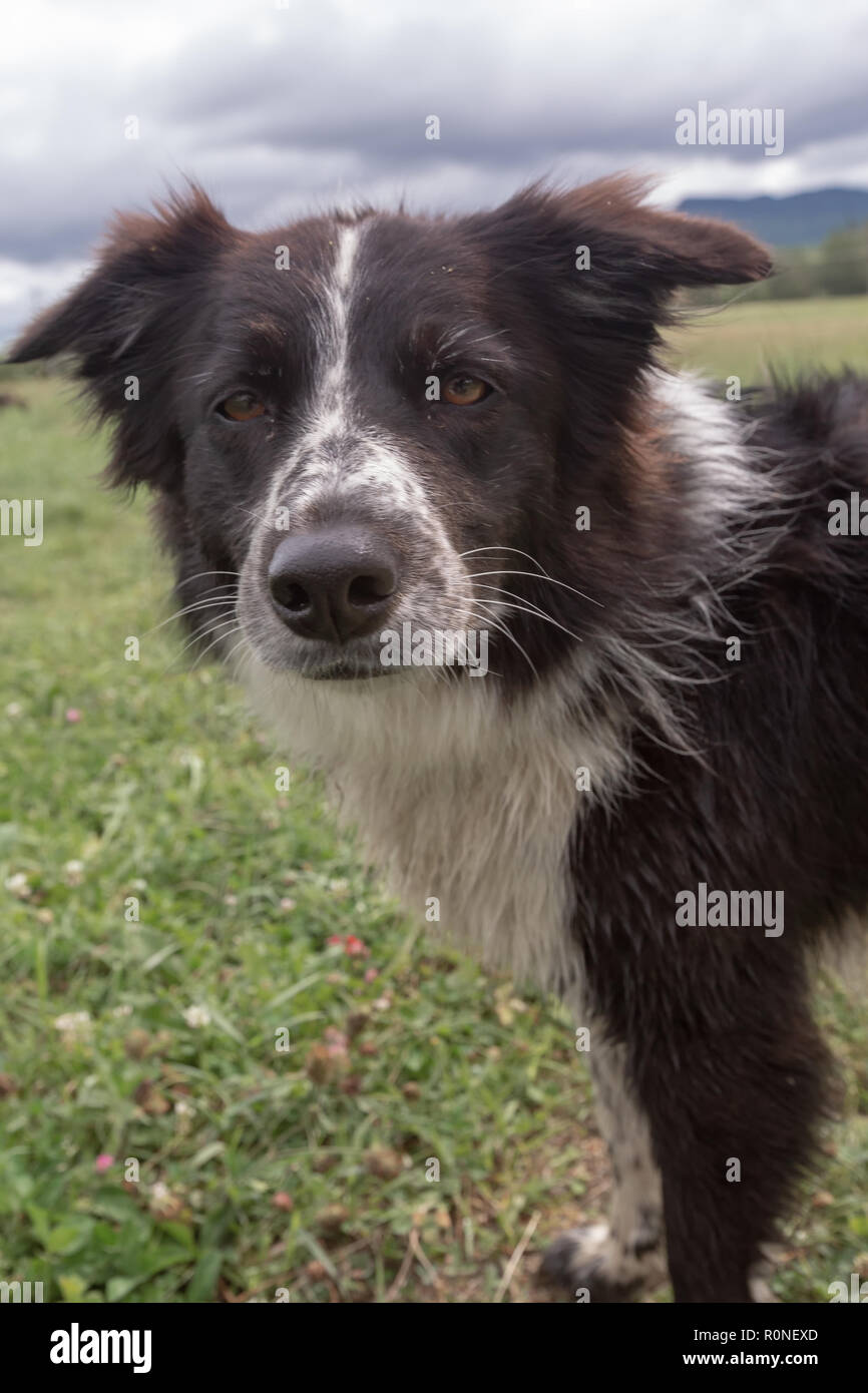 Australian shepherd close up head shot looking at the camera Stock ...