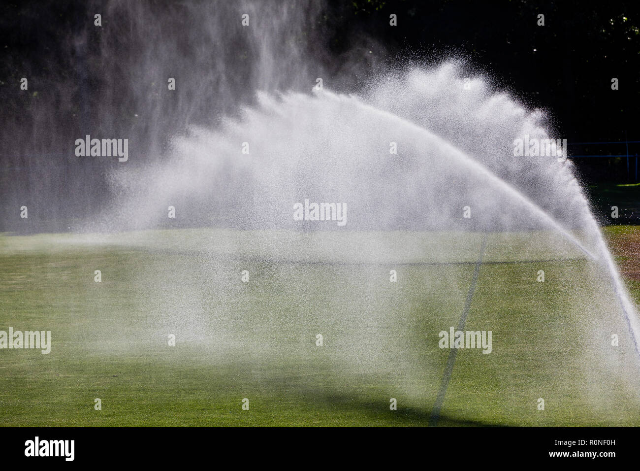 Sprinkler system working on fresh green grass on football (soccer ...