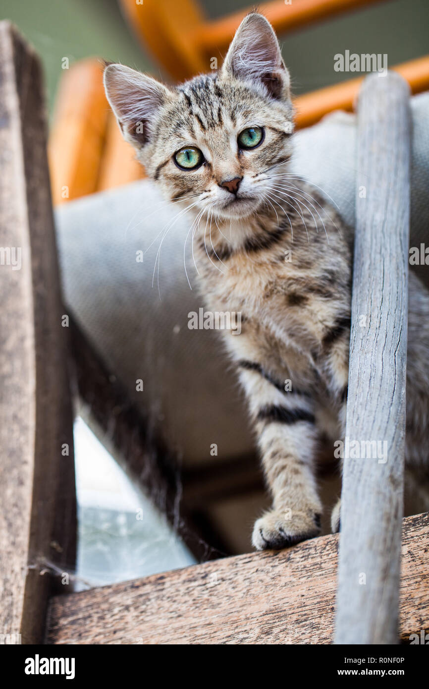 A young tabby feral cat looking at the camera from a pile of chairs ...