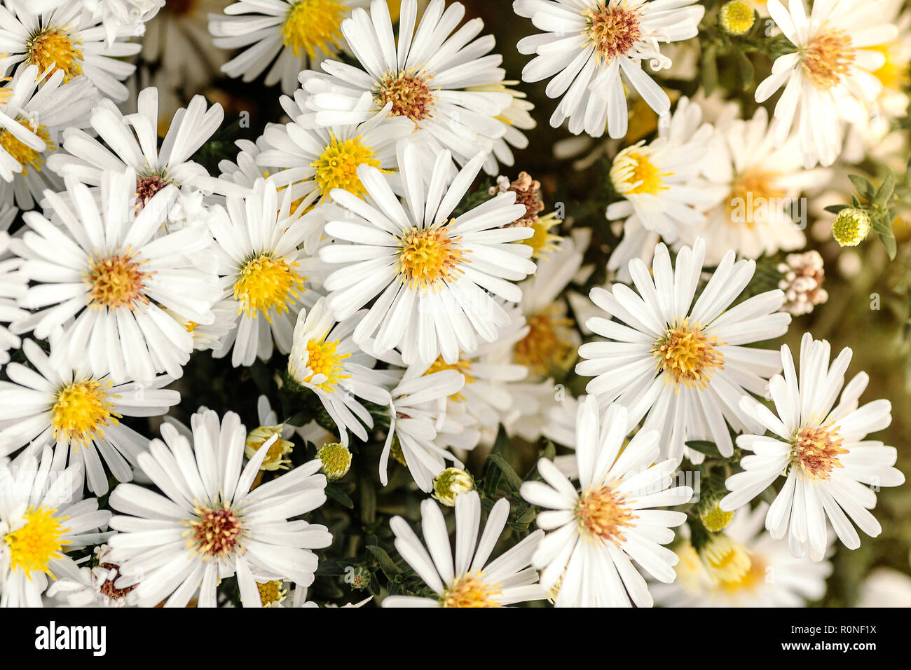 Flowers astra hi-res stock photography and images - Alamy