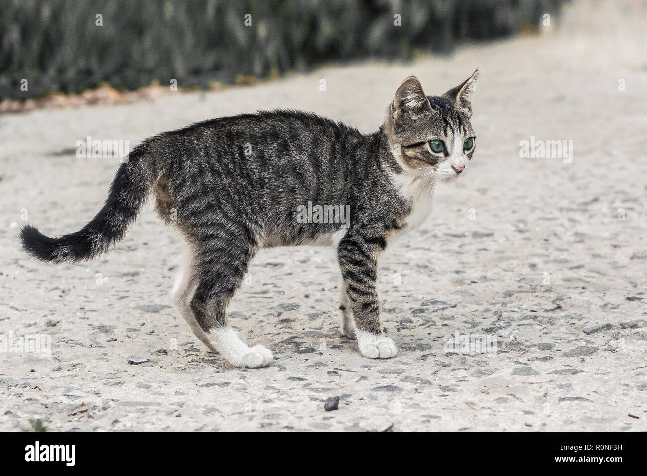young kitty wary looks from left to right Stock Photo - Alamy