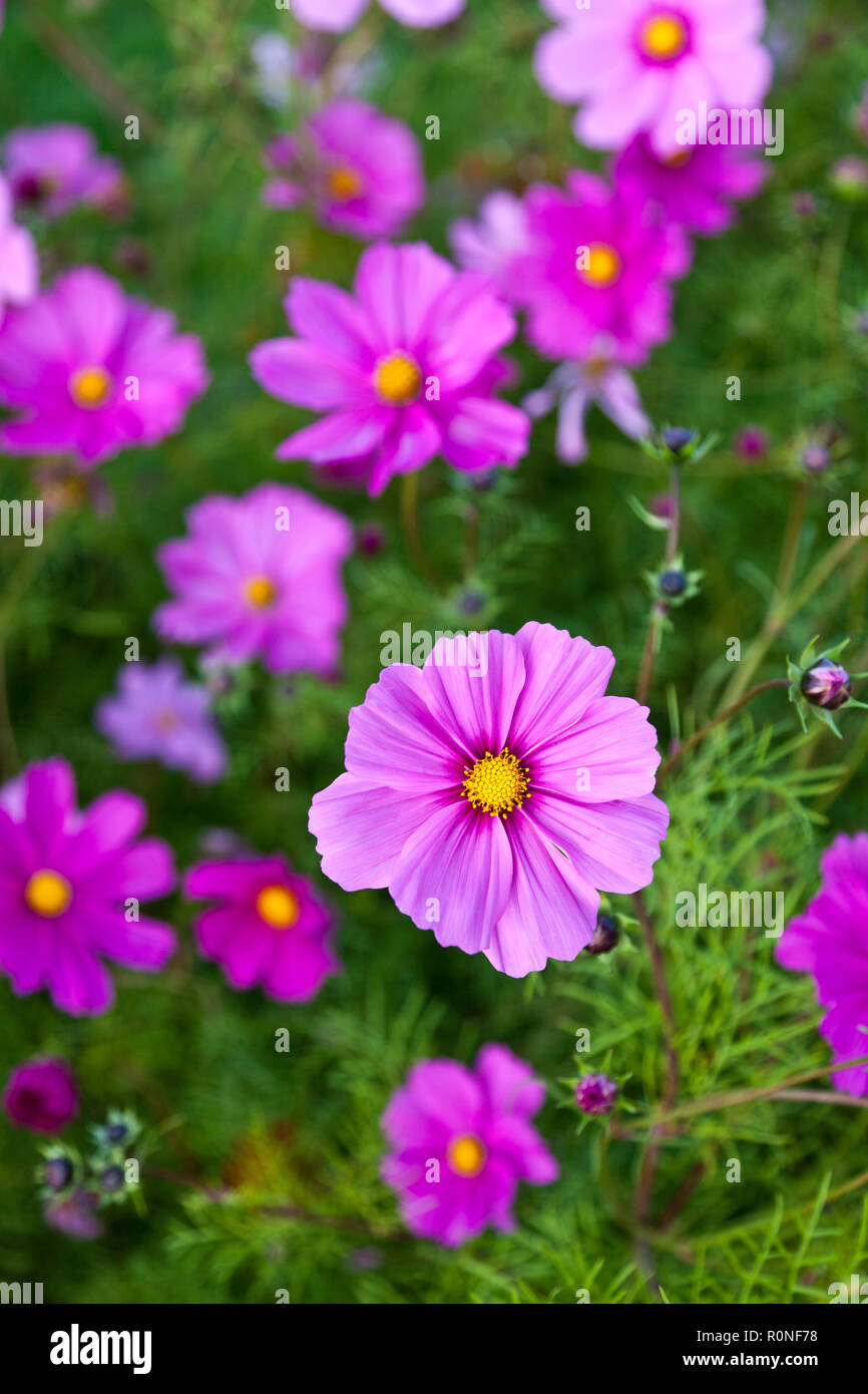 Real Purple Cosmos