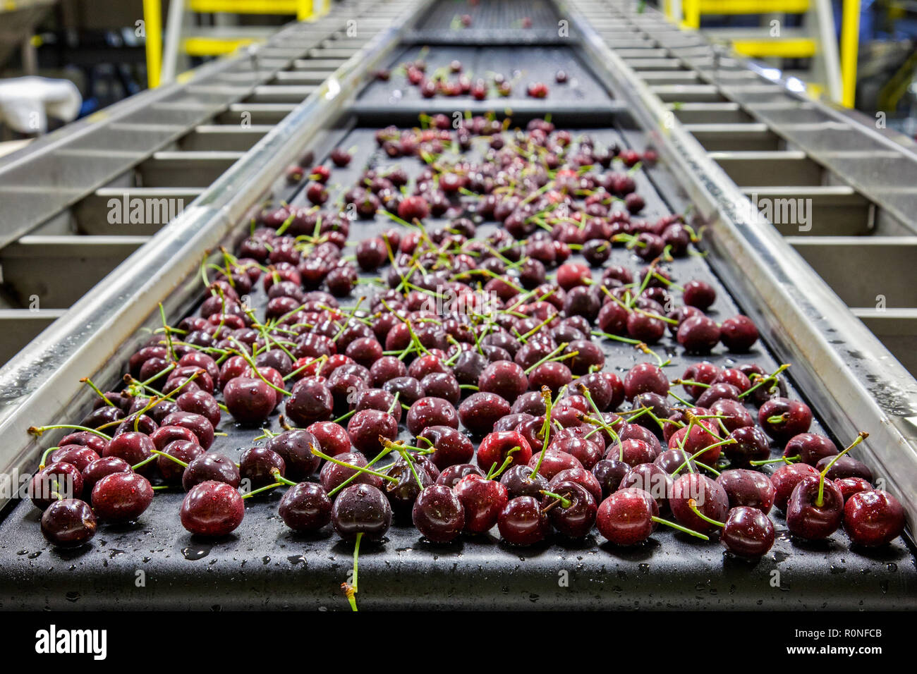 Red ripe cherries on a wet conveyor belt in a packing warehouse for ...