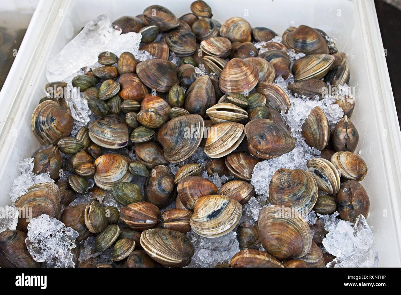 Little clam shells hi-res stock photography and images - Alamy