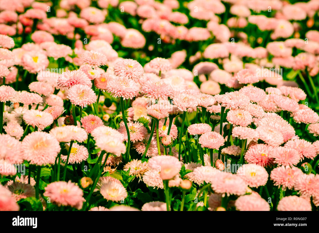 group of pink daisy flowers Stock Photo - Alamy
