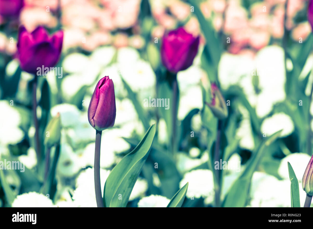group of pink tulip and white daisy flowers Stock Photo - Alamy