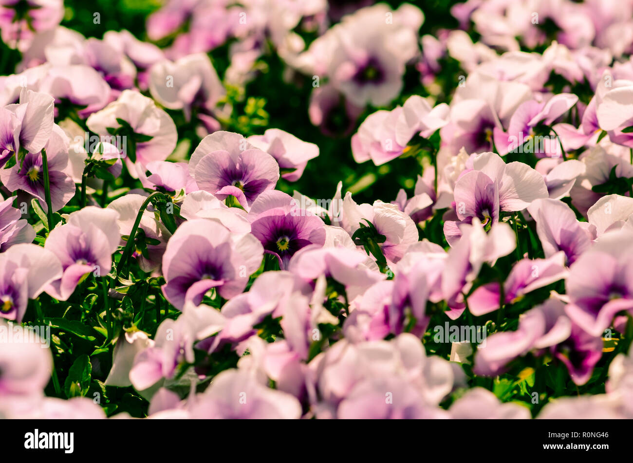 group of pink flowers background Stock Photo - Alamy