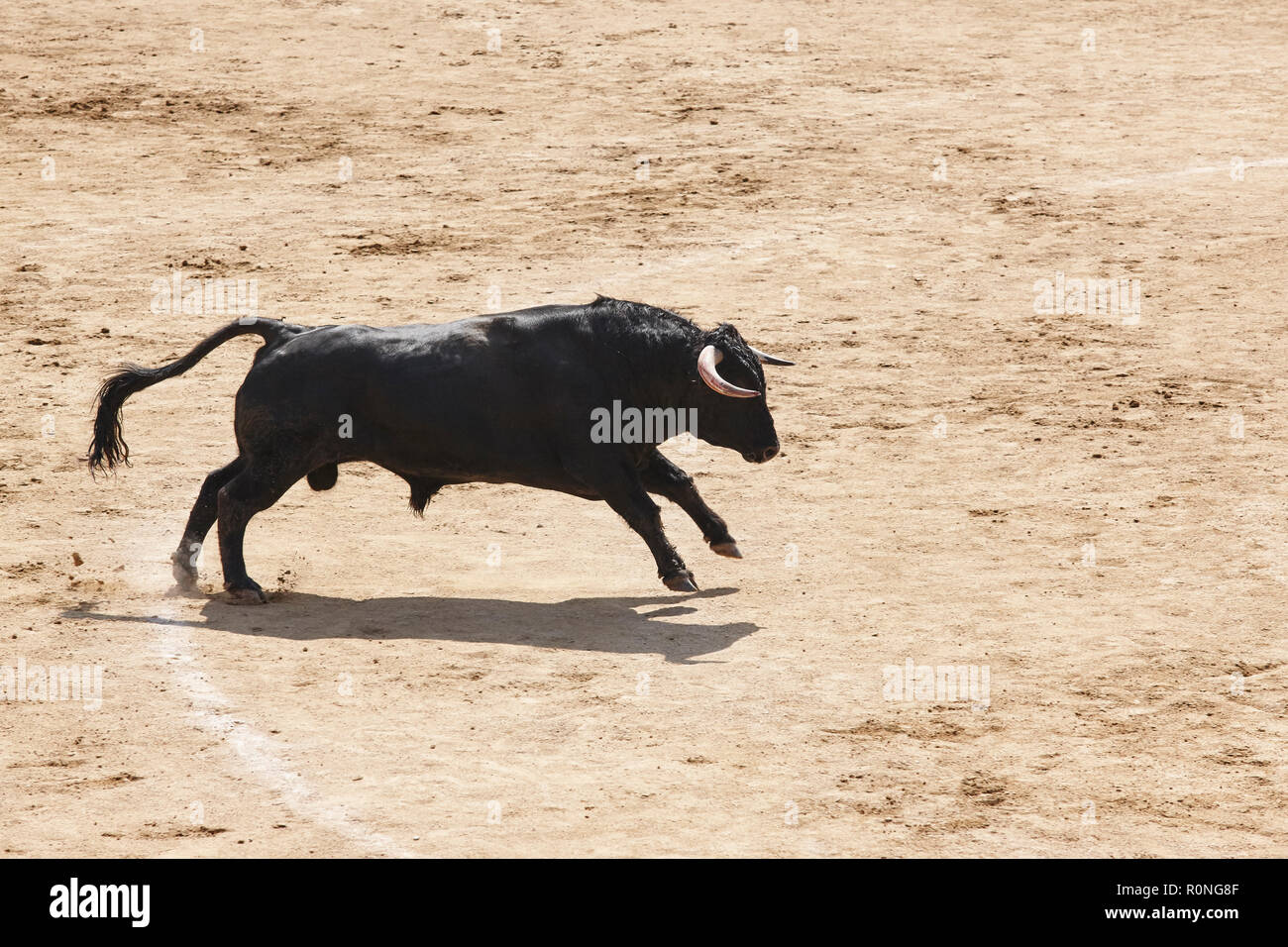 Fighting bull in the arena. Bullring. Toro bravo. Spain. Horizontal ...