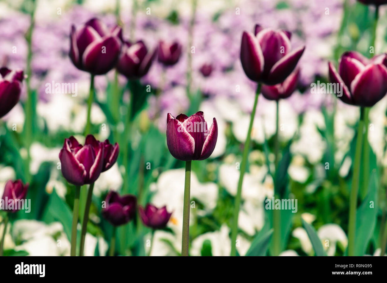 group of pink tulip and white daisy flowers Stock Photo - Alamy