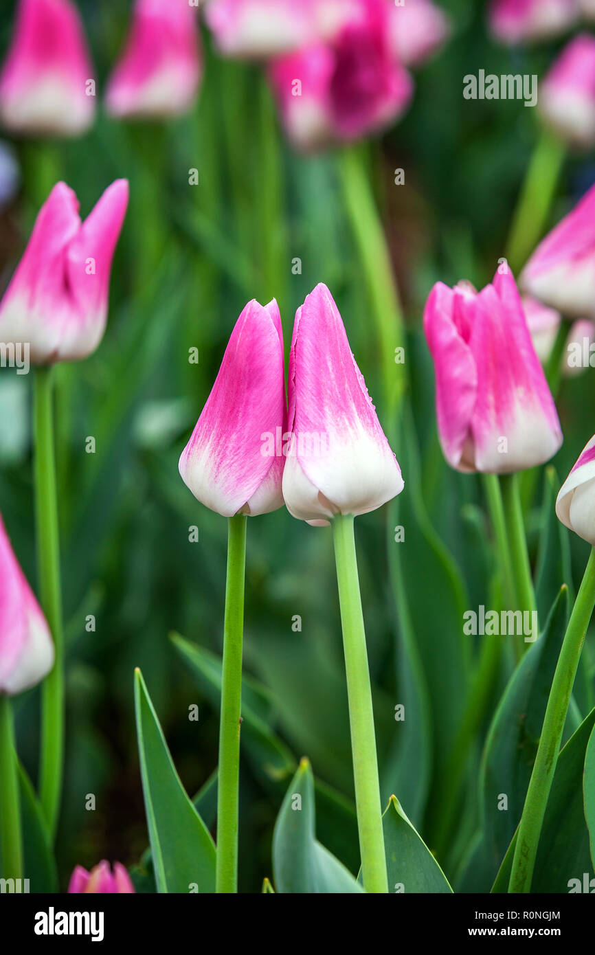 Two pink tulips kissing in rainy day Stock Photo - Alamy