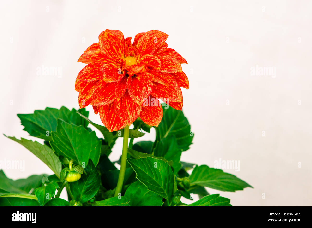 Isolated orange flower hi-res stock photography and images - Alamy