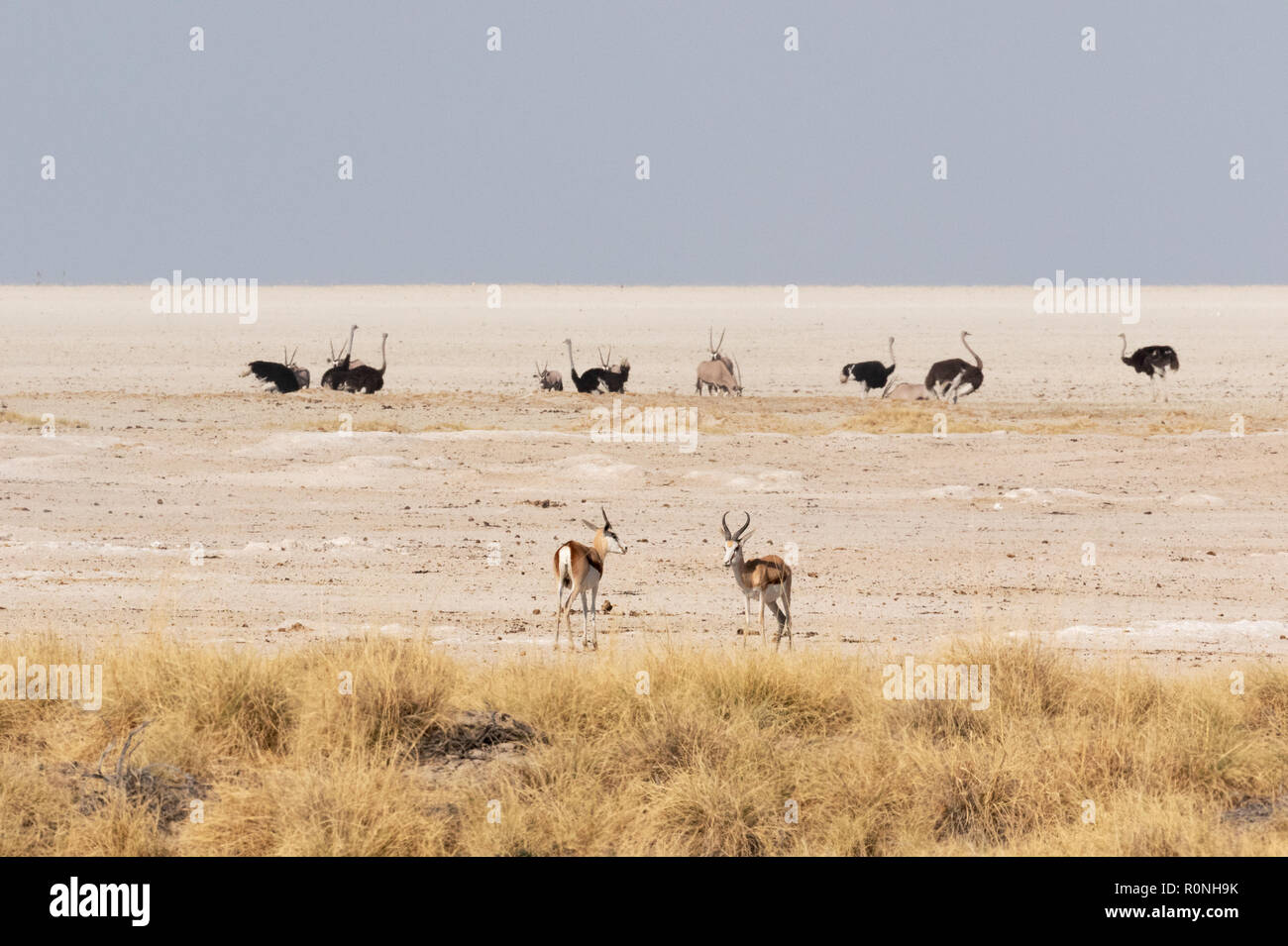 Etosha pan national park hi-res stock photography and images - Alamy