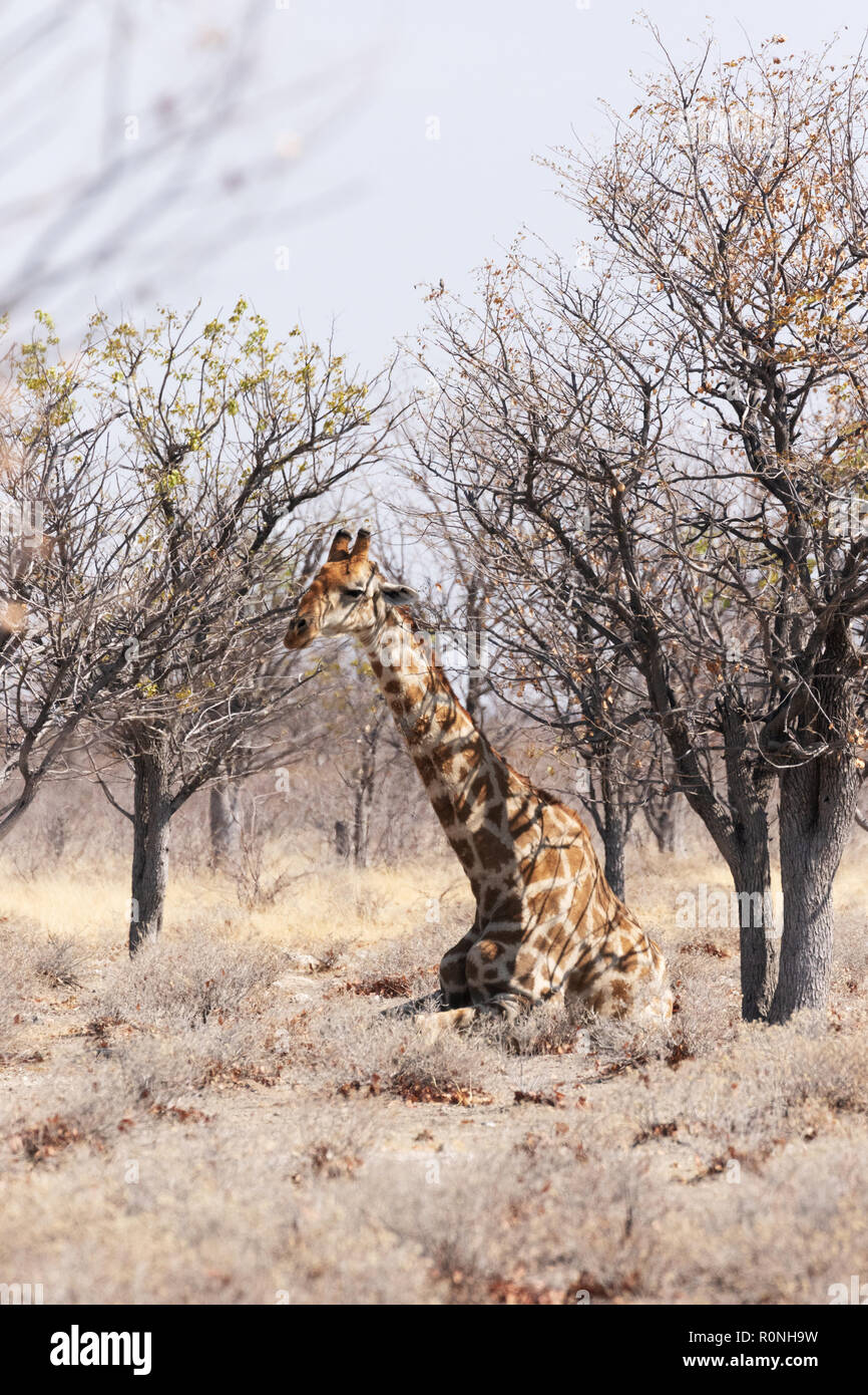 Giraffe sitting - an adult Southern Giraffe ( Giraffa giraffa ) sitting ...