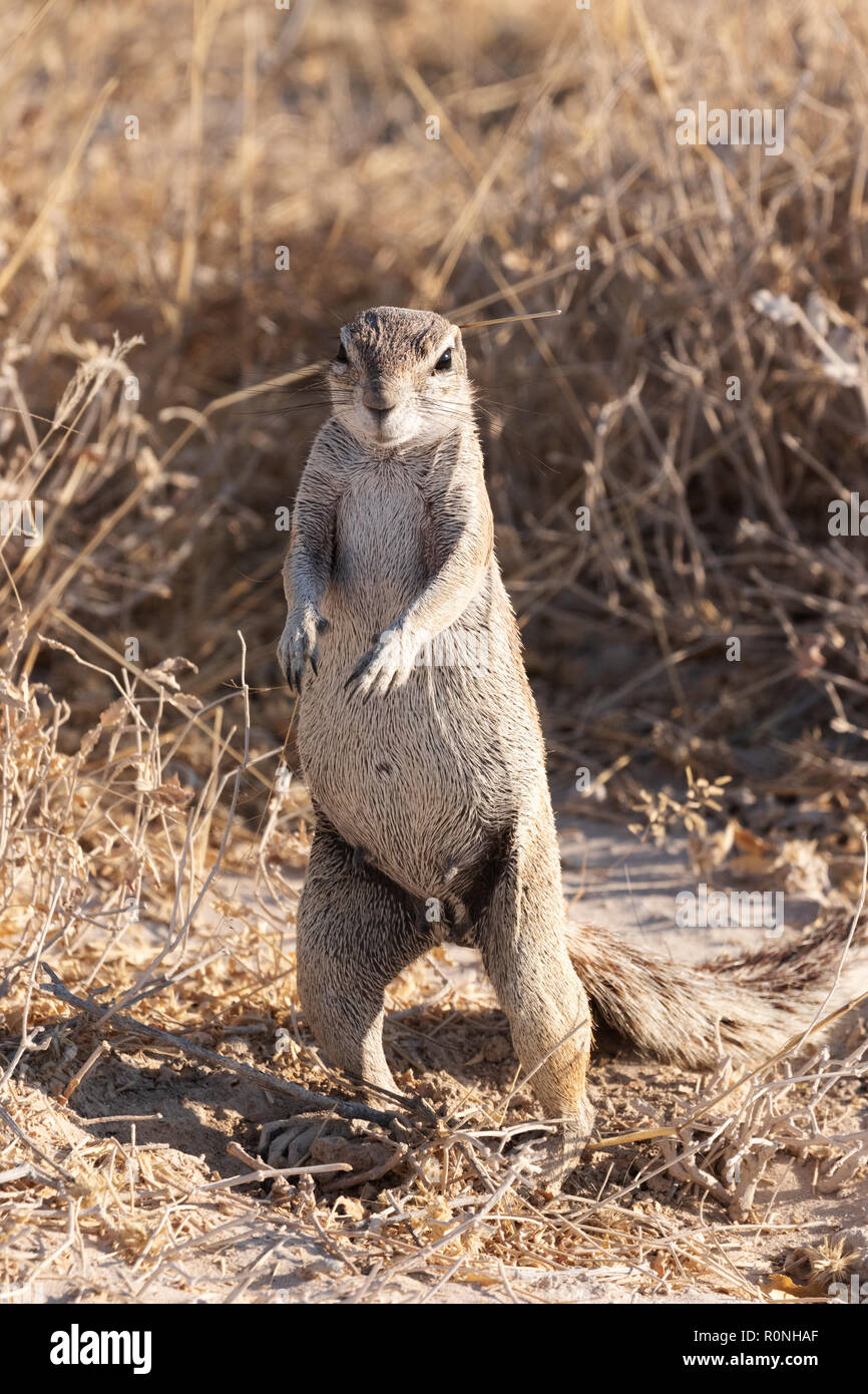 African rodents hi-res stock photography and images - Alamy